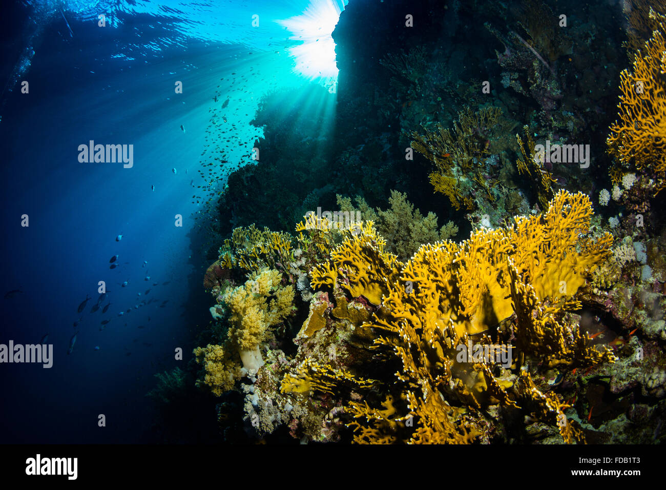 The reefs of the Red Sea Stock Photo - Alamy