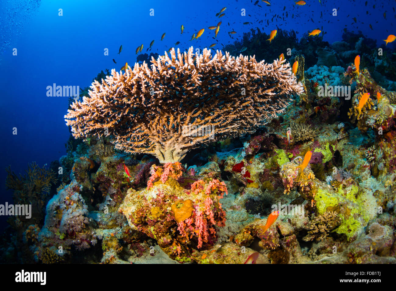 The reefs of the Red Sea Stock Photo - Alamy