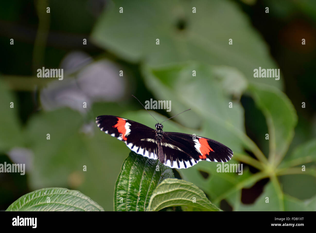 Postman Butterfly (heliconius melpomene Stock Photo - Alamy