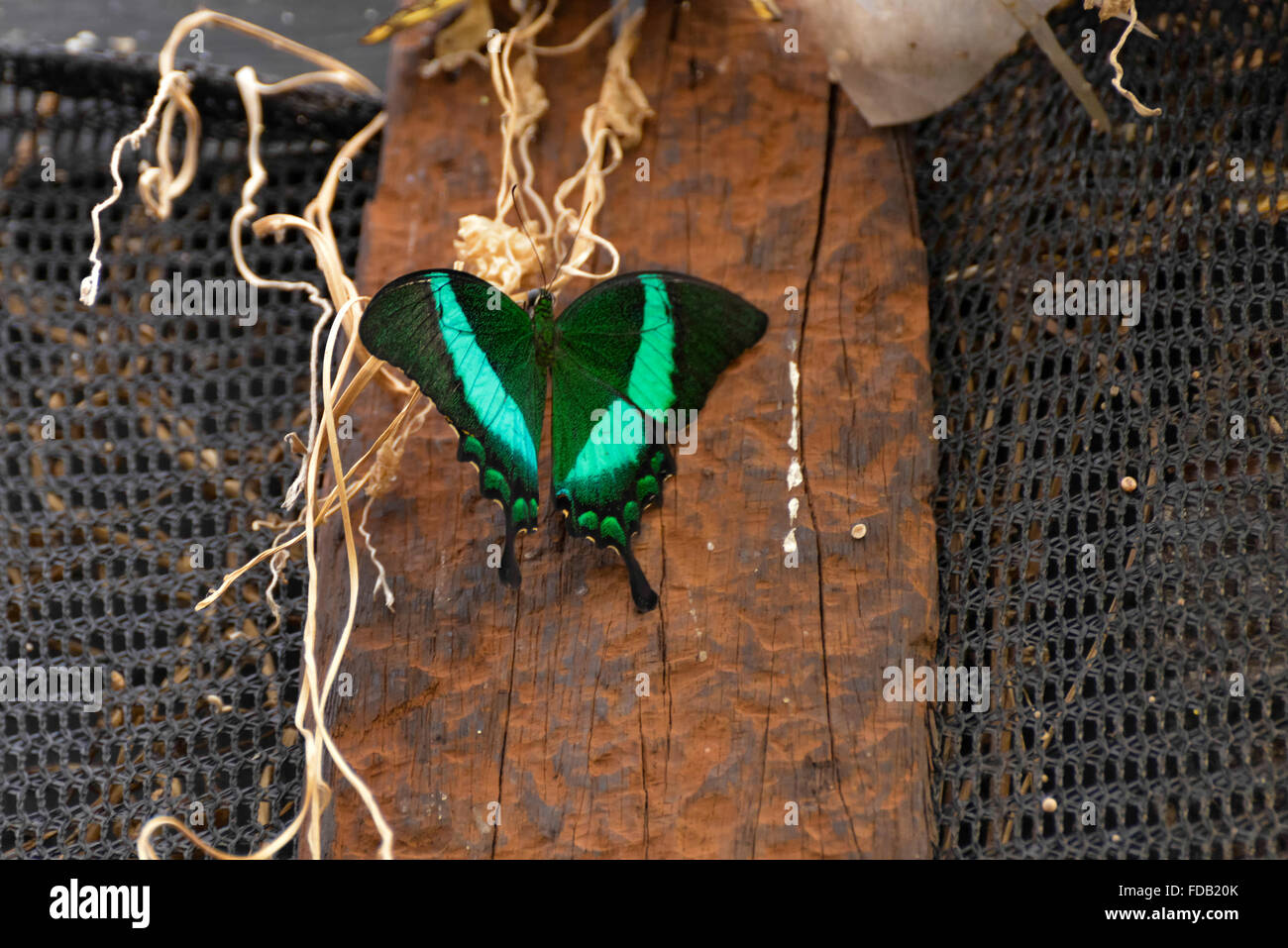 Emerald Swallowtail Butterfly (Papilio palinurus Stock Photo - Alamy