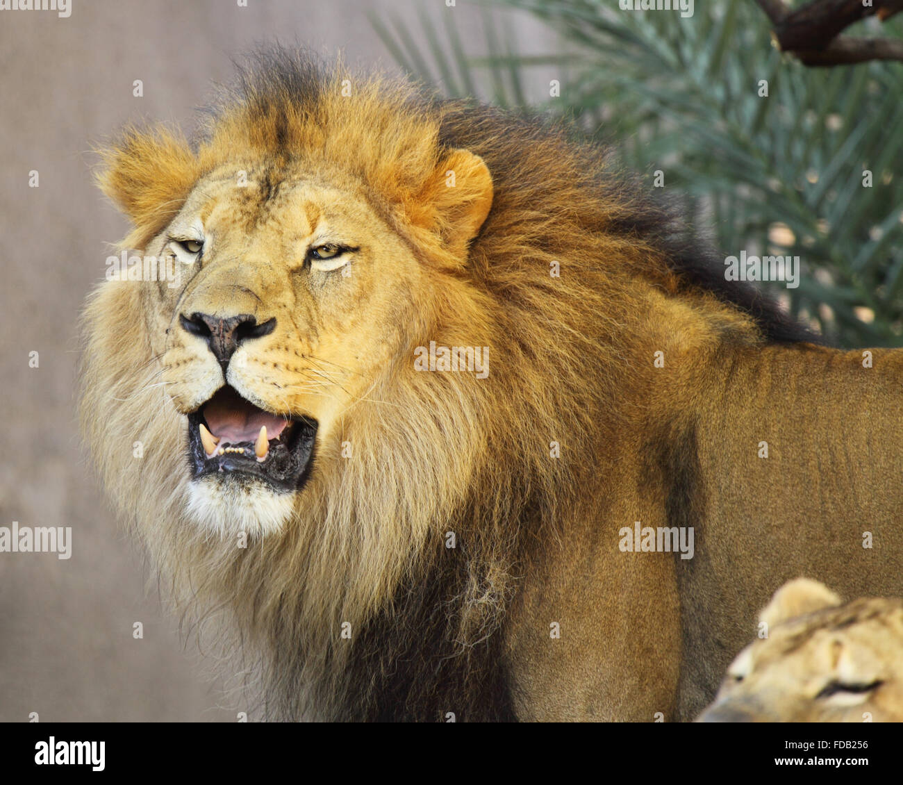 An African Lion exhibiting the flehmen response Stock Photo - Alamy