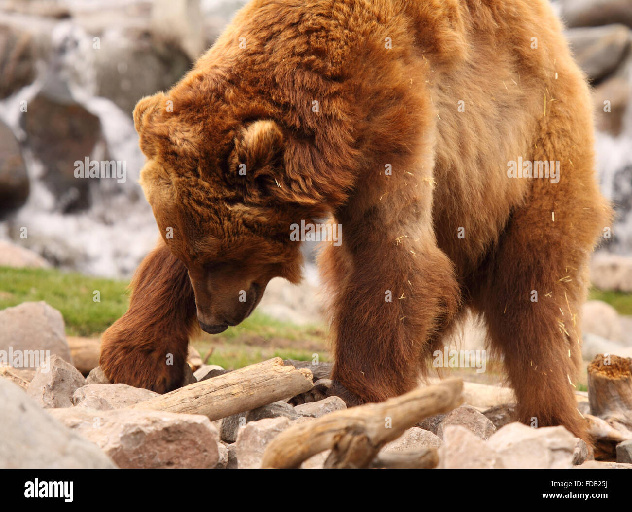 A Grizzly Bear digging for food Stock Photo - Alamy