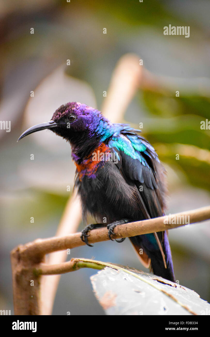 Splendid Sunbird (Cinnyris coccinigastrus) resting on a branch Stock ...