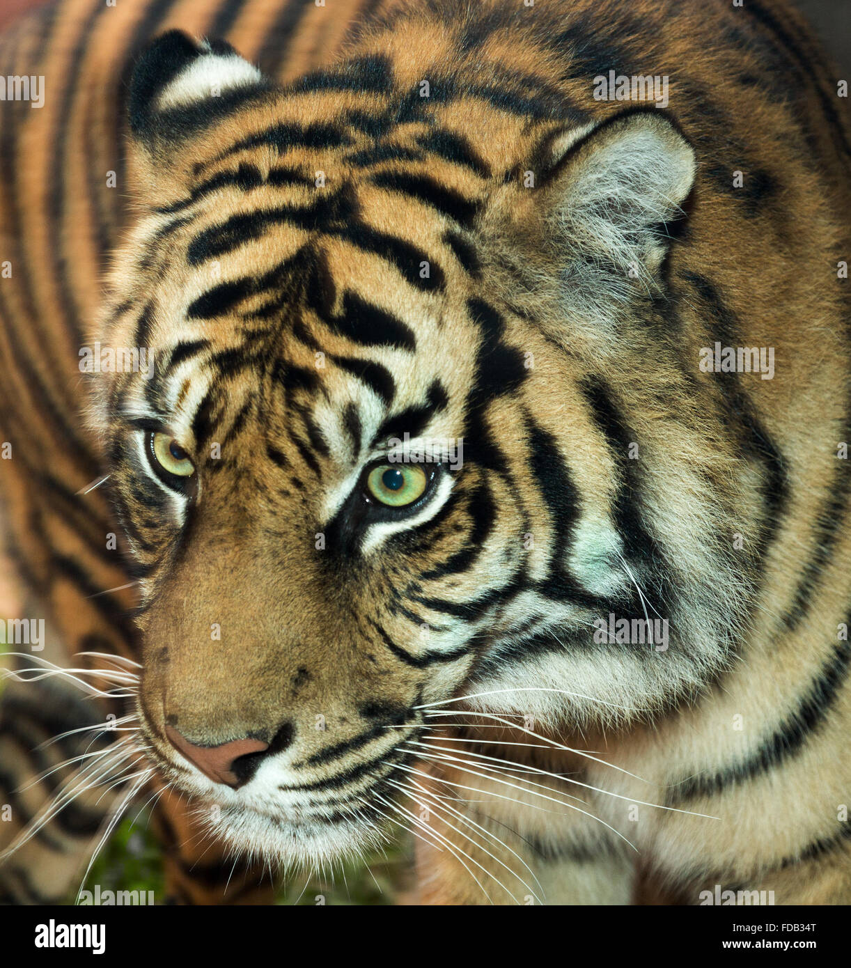 Sumatran tiger unfortunately these tigers are endangered Stock Photo ...