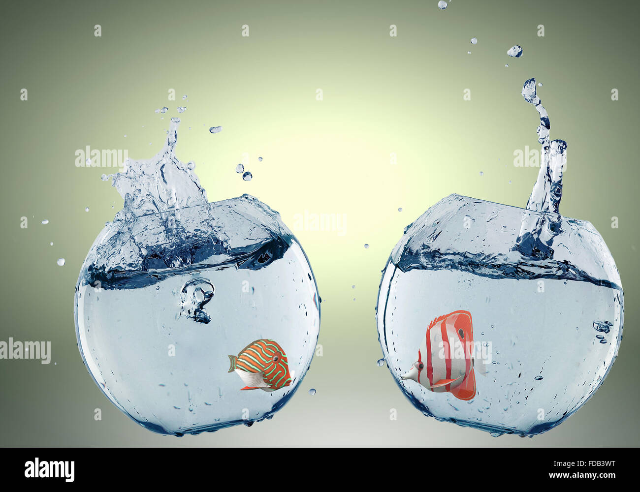 Two exotic fish each in round aquariums Stock Photo - Alamy