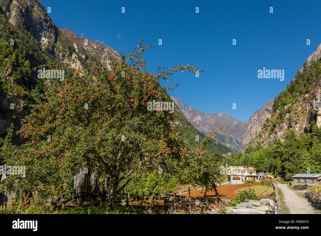 Apple tree full of fresh apples Stock Photo - Alamy