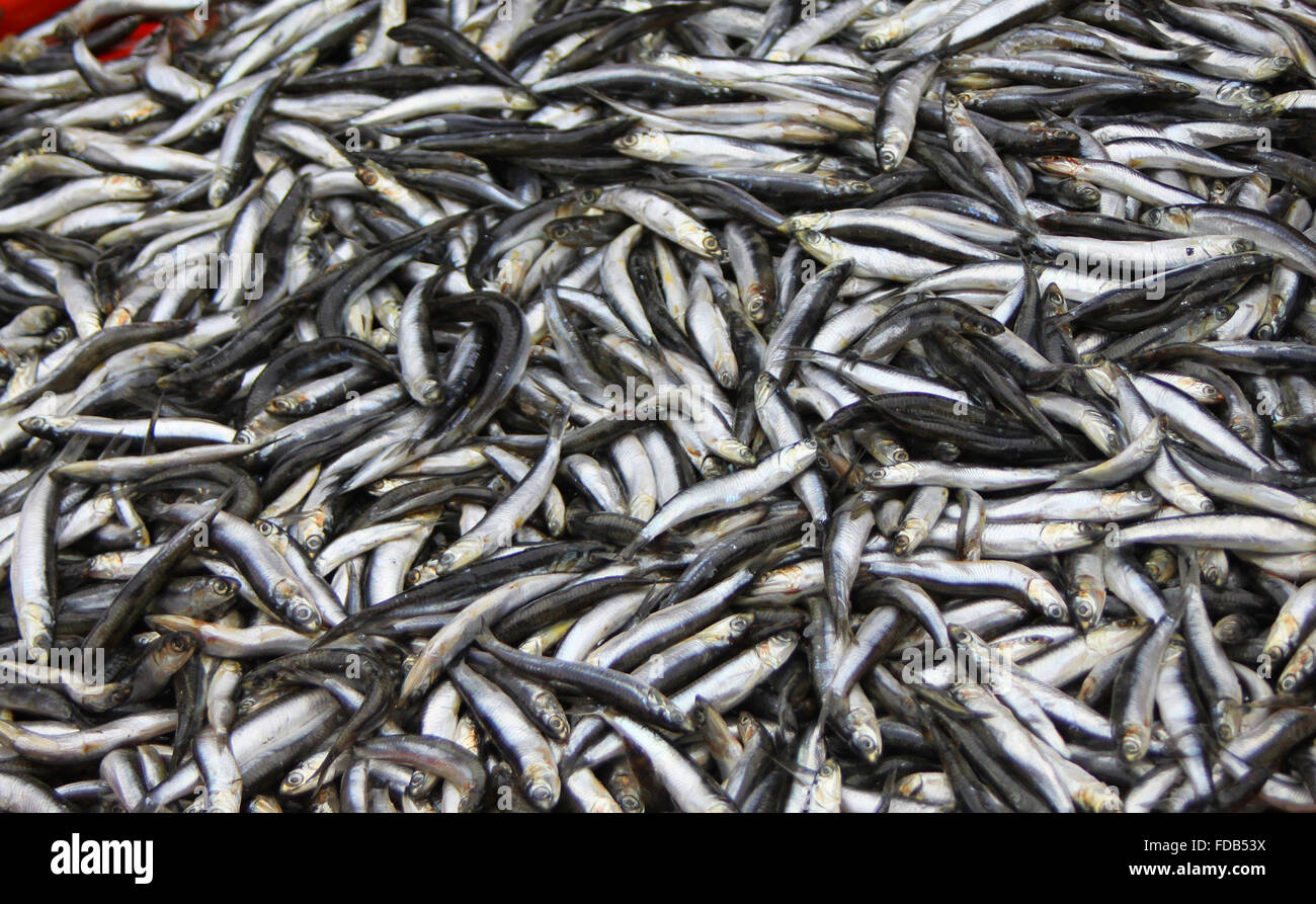 Oil ocean animals hi-res stock photography and images - Alamy