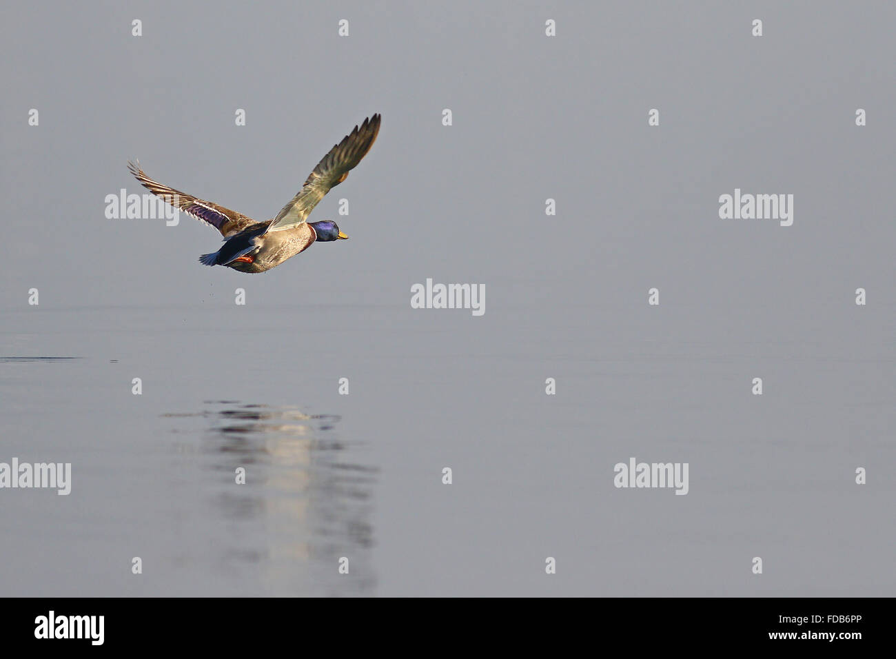 Duck flying over water hi-res stock photography and images - Alamy