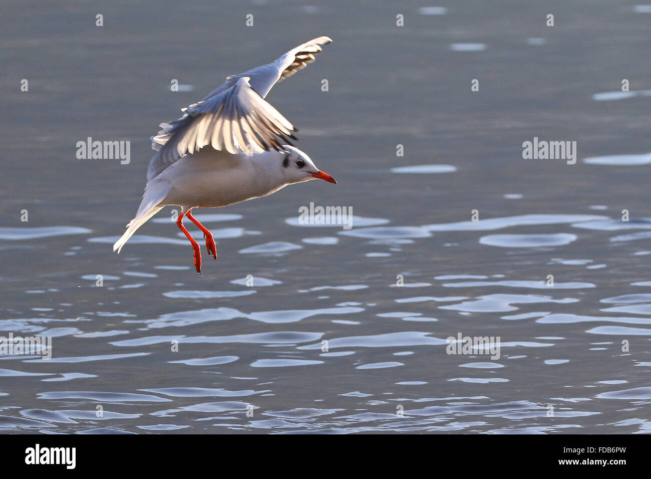 Seagulls in flight Stock Photo - Alamy