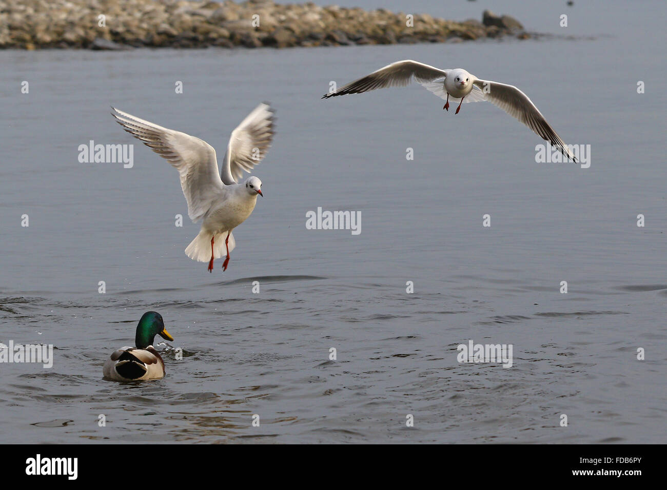 Seagulls in flight Stock Photo - Alamy