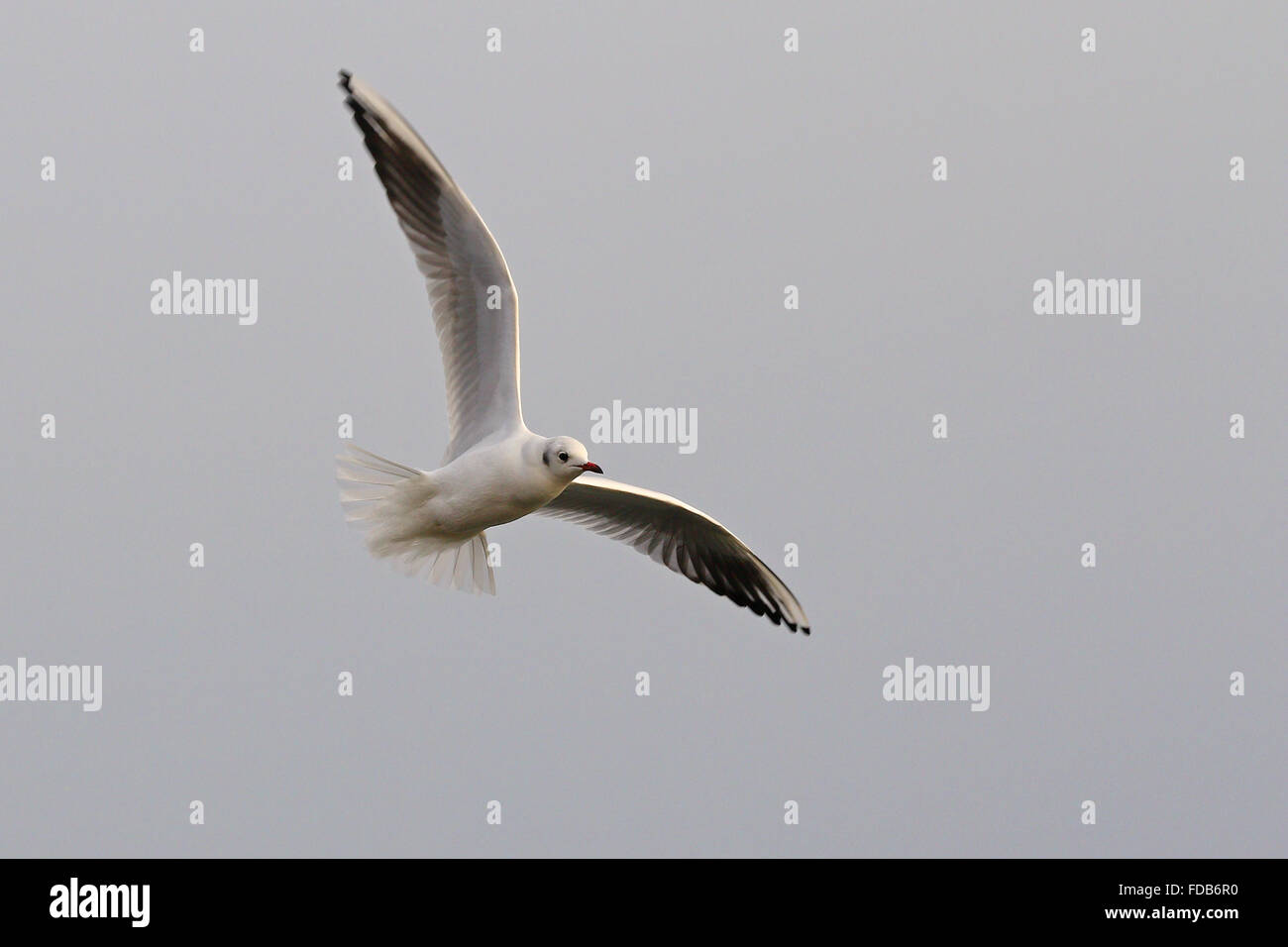 Seagulls in flight Stock Photo - Alamy