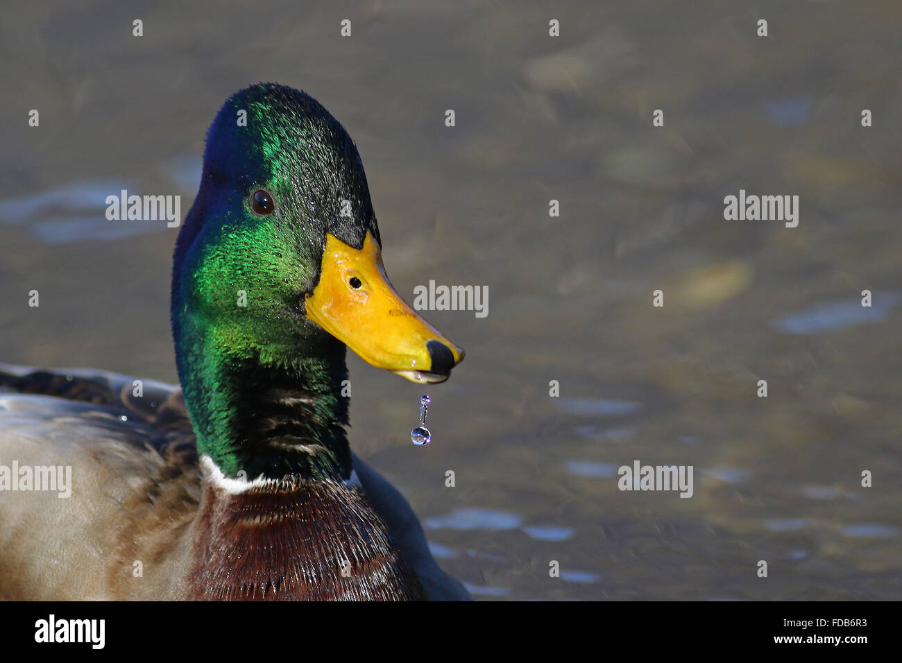 Portrait of a male mallard duck drinking while swimming in blue water ...