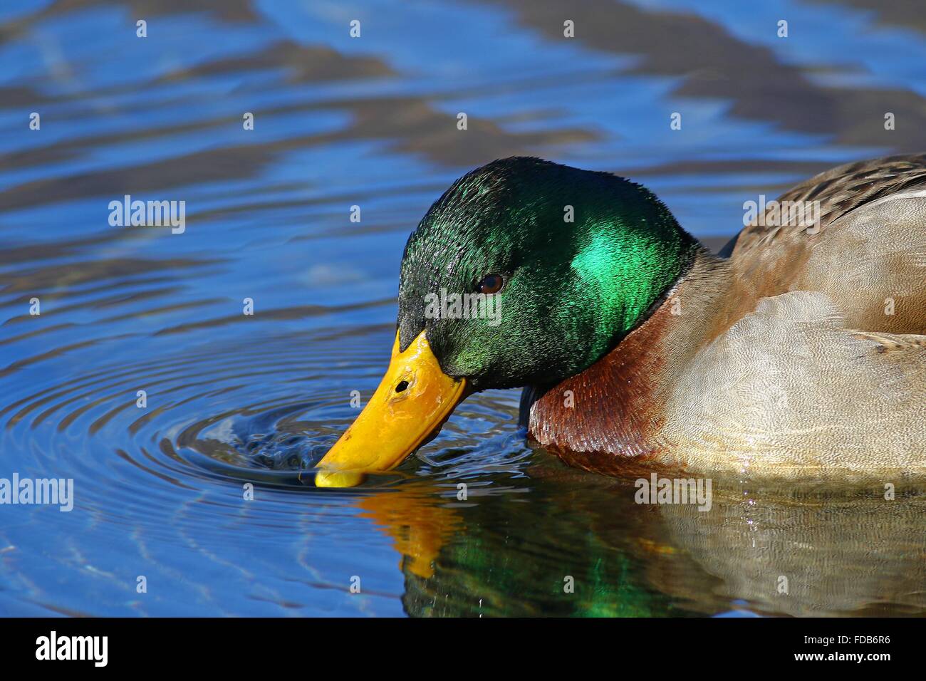 Portrait of a male mallard duck drinking while swimming in blue water ...