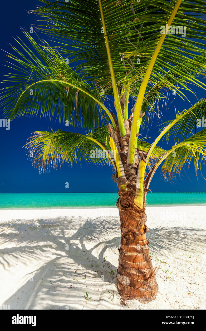 Single vibrant coconut palm tree on a white tropical beach in Maldives ...