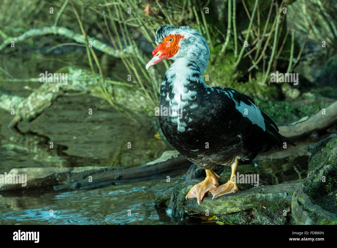 Muscovy Duck (cairina moschata) male in the New Forest Hampshire ...
