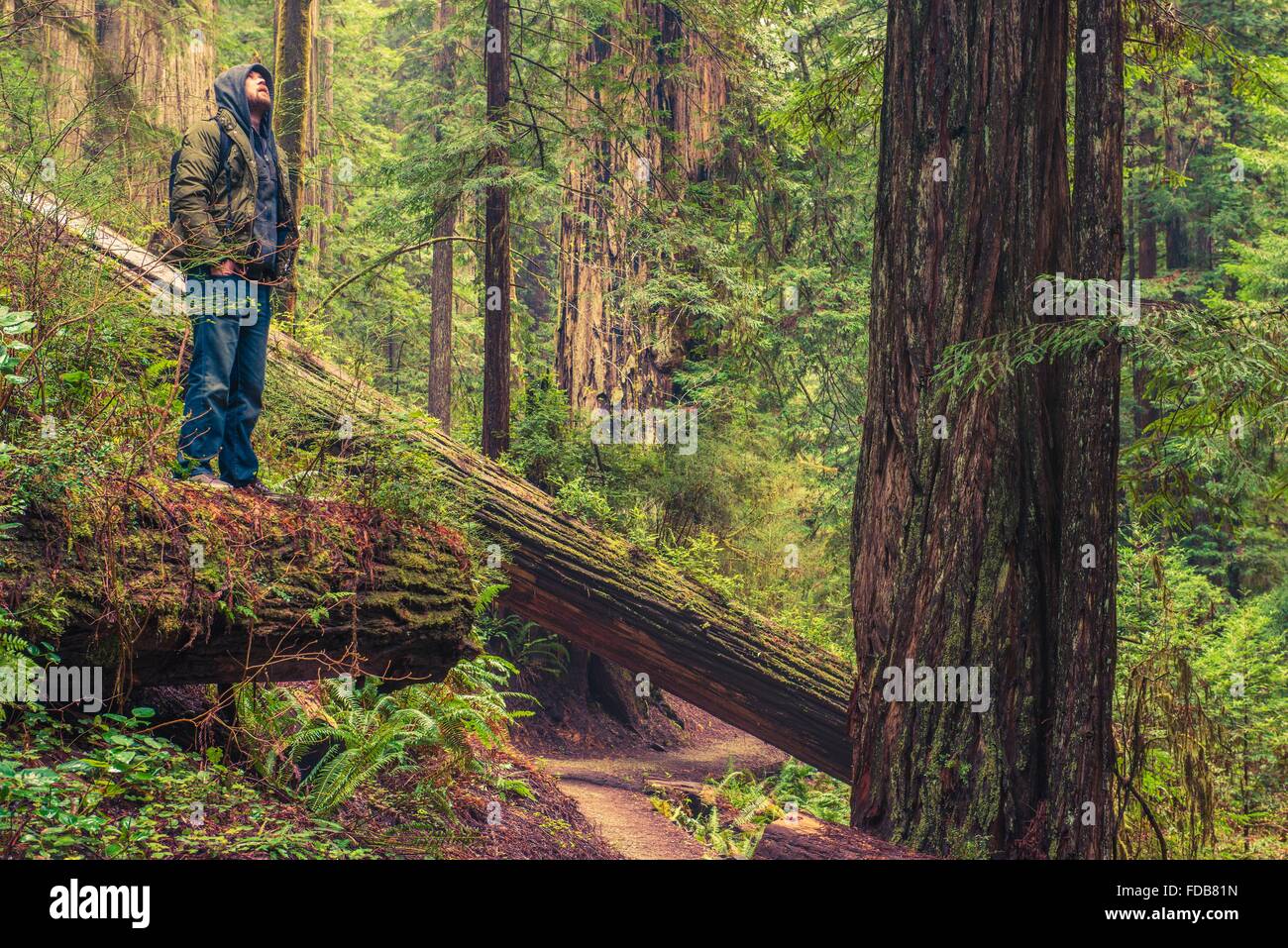 Forest Trail Hiker Enjoying Redwood Forest Scenery While Staying on the ...
