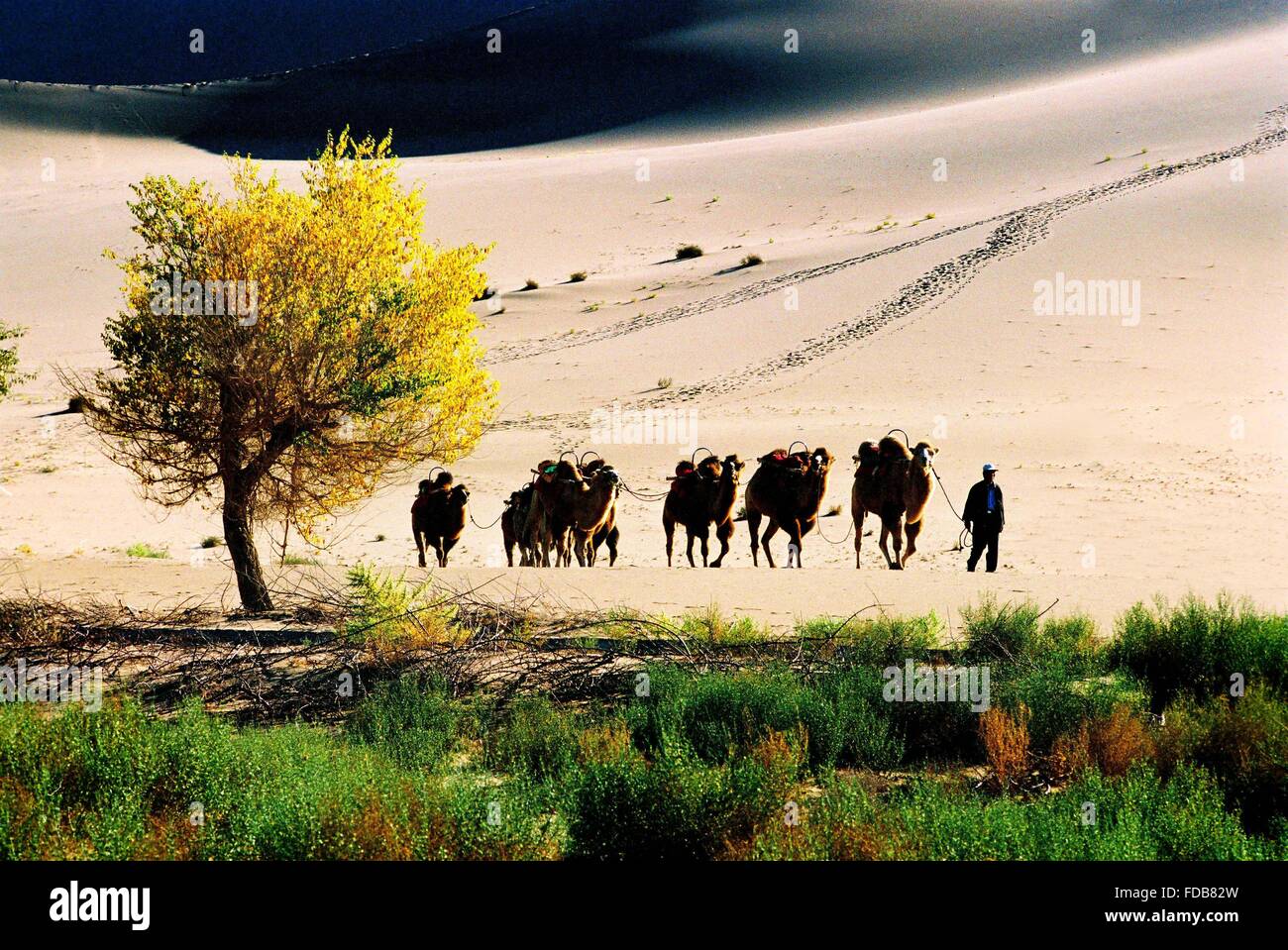 Qinghai Province the desert Stock Photo - Alamy