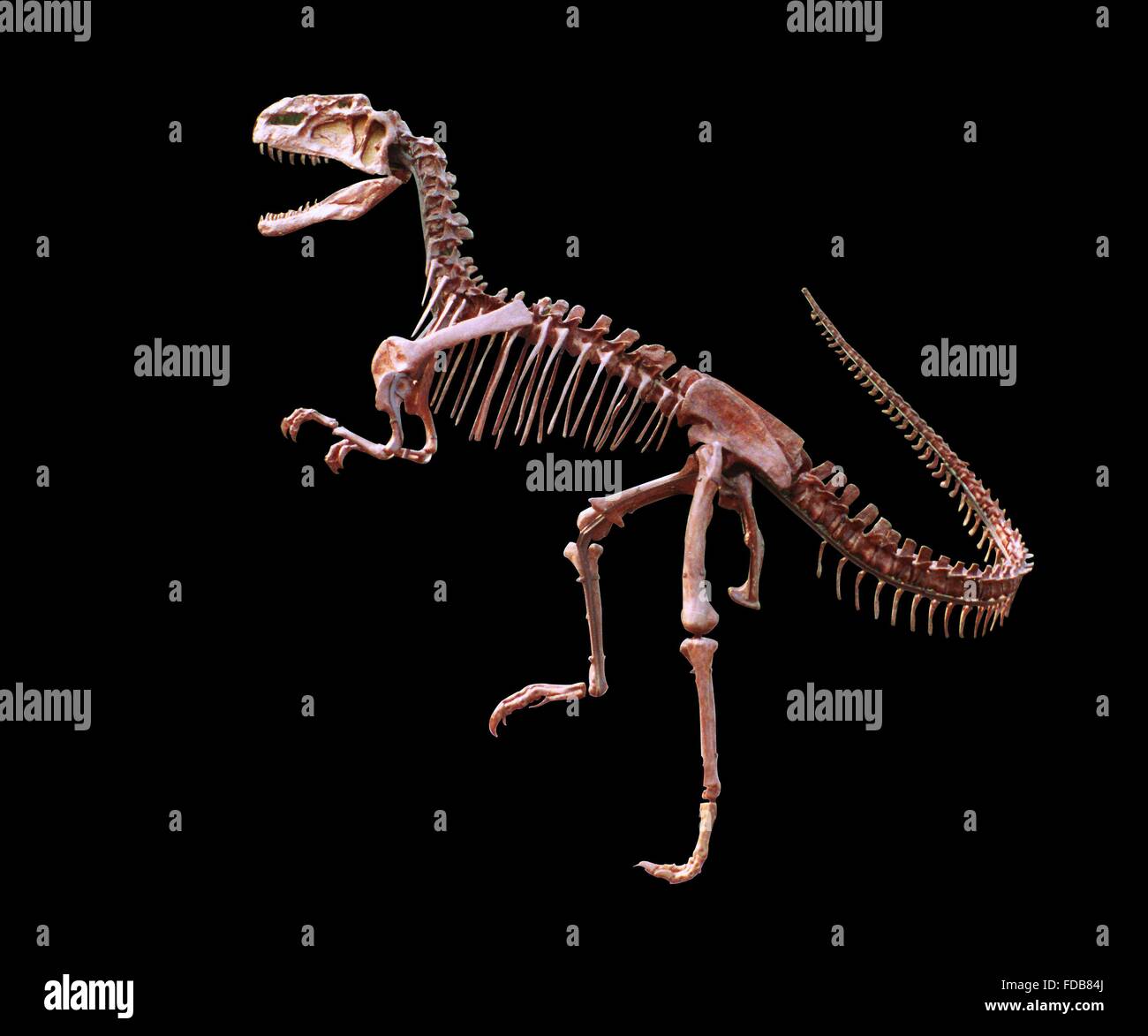 Xinjiang Qitai County Junggar Basin Petrified wood and Dinosaur ...