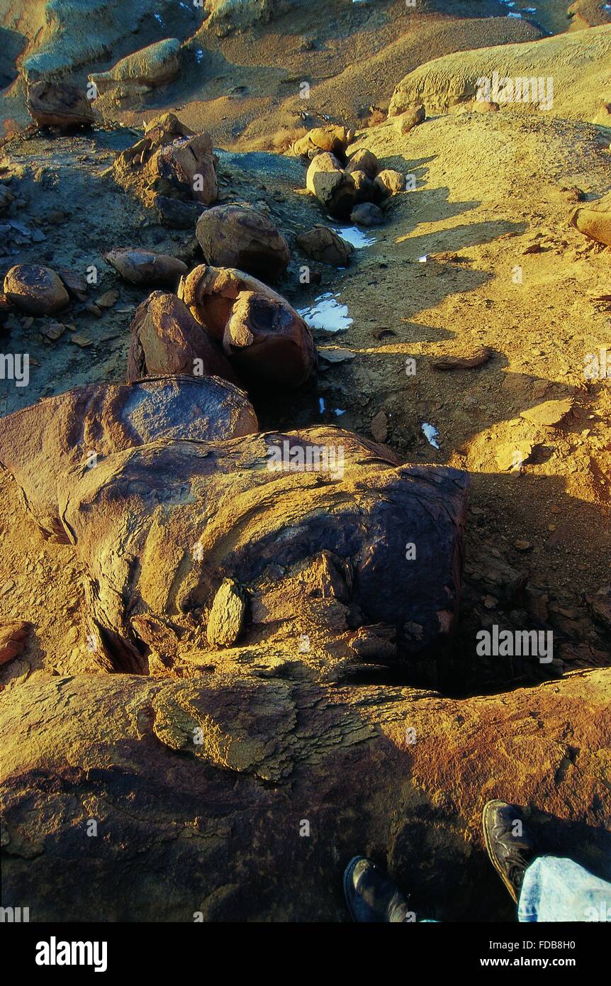 Xinjiang Qitai County Junggar Basin Petrified wood and Dinosaur ...