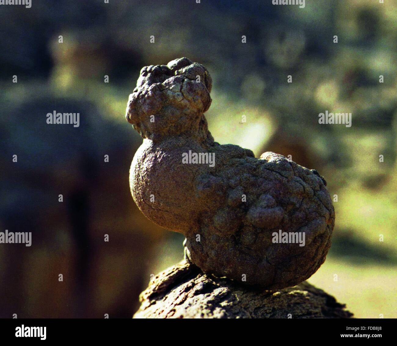 Xinjiang Qitai County Junggar Basin Petrified wood and Dinosaur ...