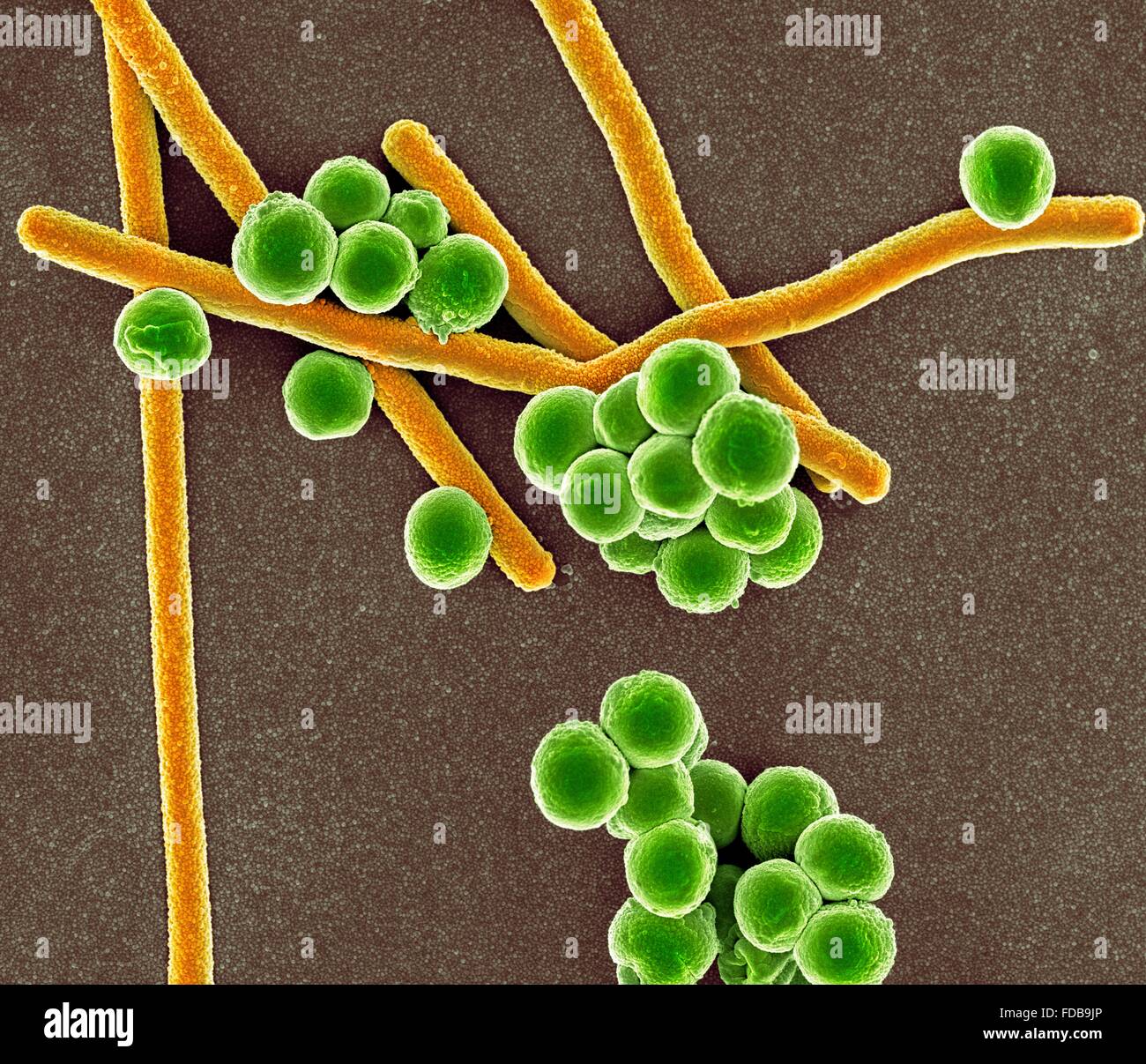 Coloured scanning electron micrograph (SEM) of rod-shaped (bacillus ... Coloured scanning electron micrograph (SEM) of rod-shaped (bacillus ...