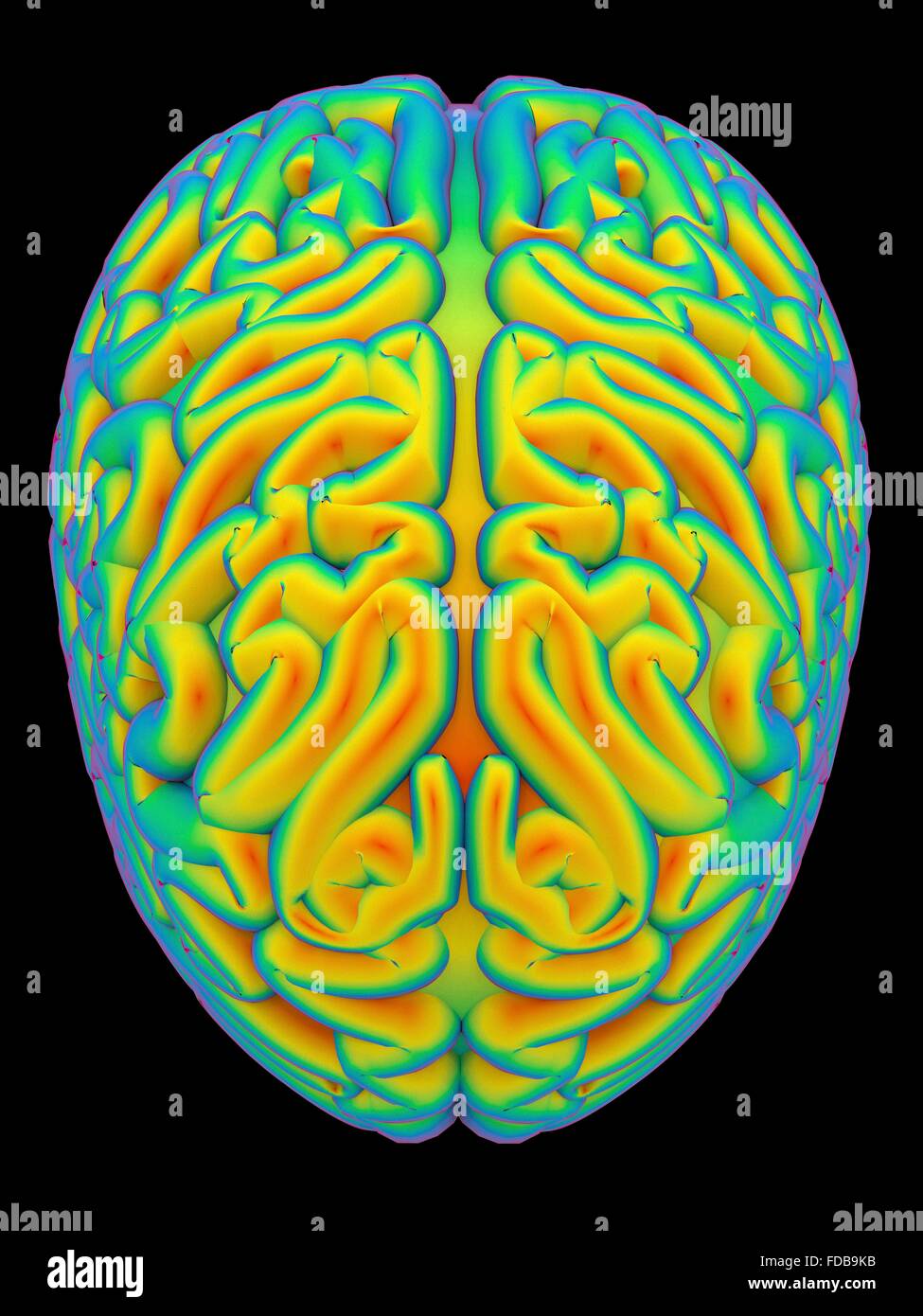 Human brain, computer artwork Stock Photo - Alamy