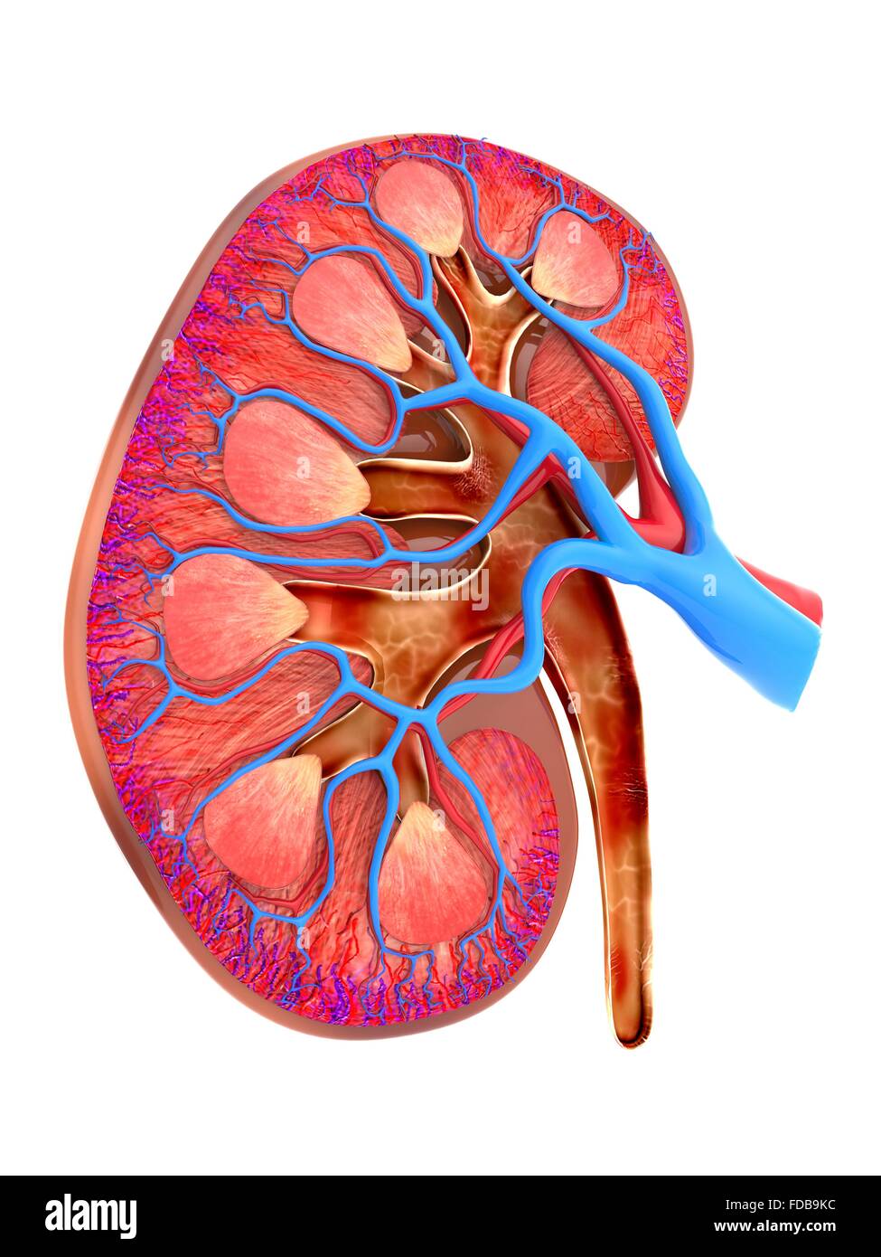 Kidney Unlabeled