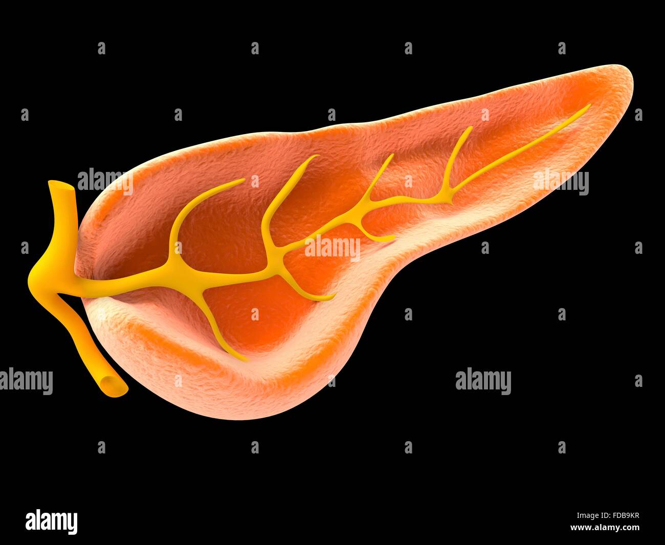 Cross section of the pancreatic duct hi-res stock photography and ...