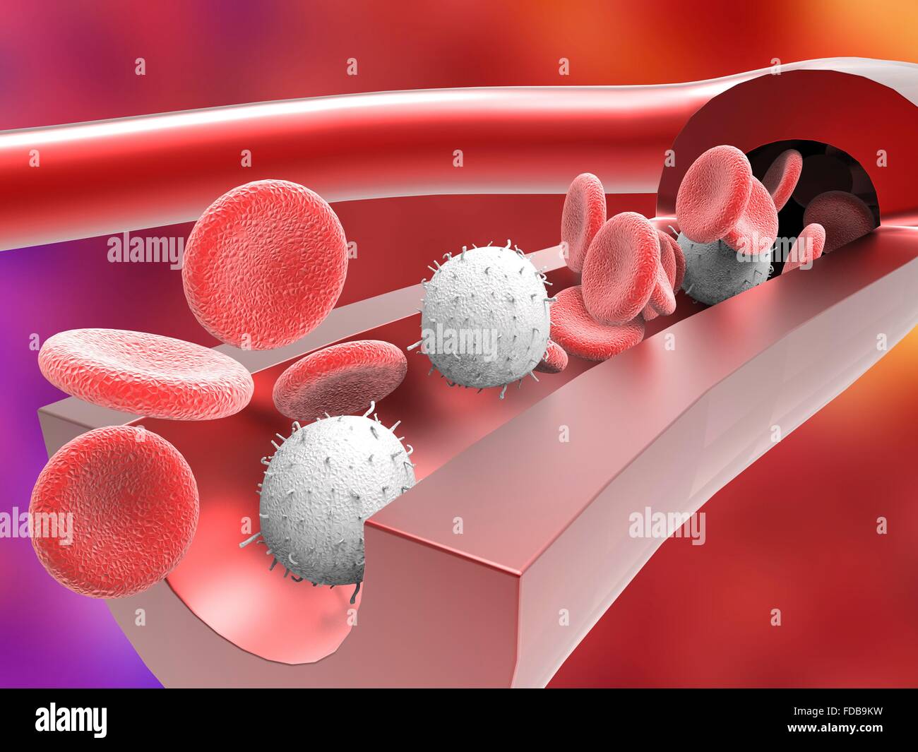 Human artery, cut-away computer artwork, showing the artery wall and ...