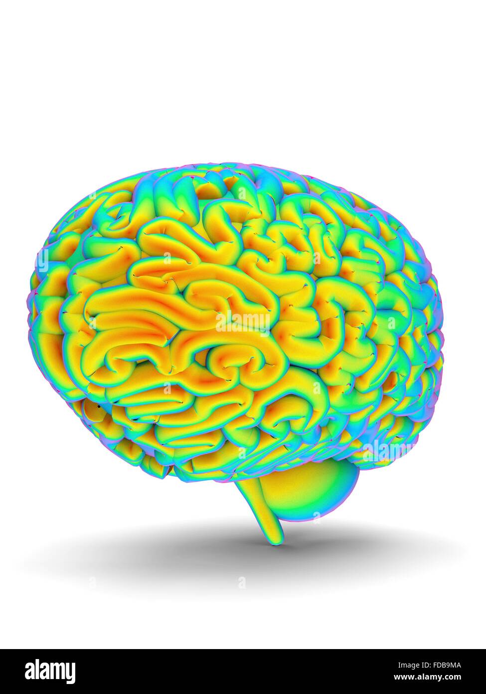 Human brain, computer artwork Stock Photo - Alamy