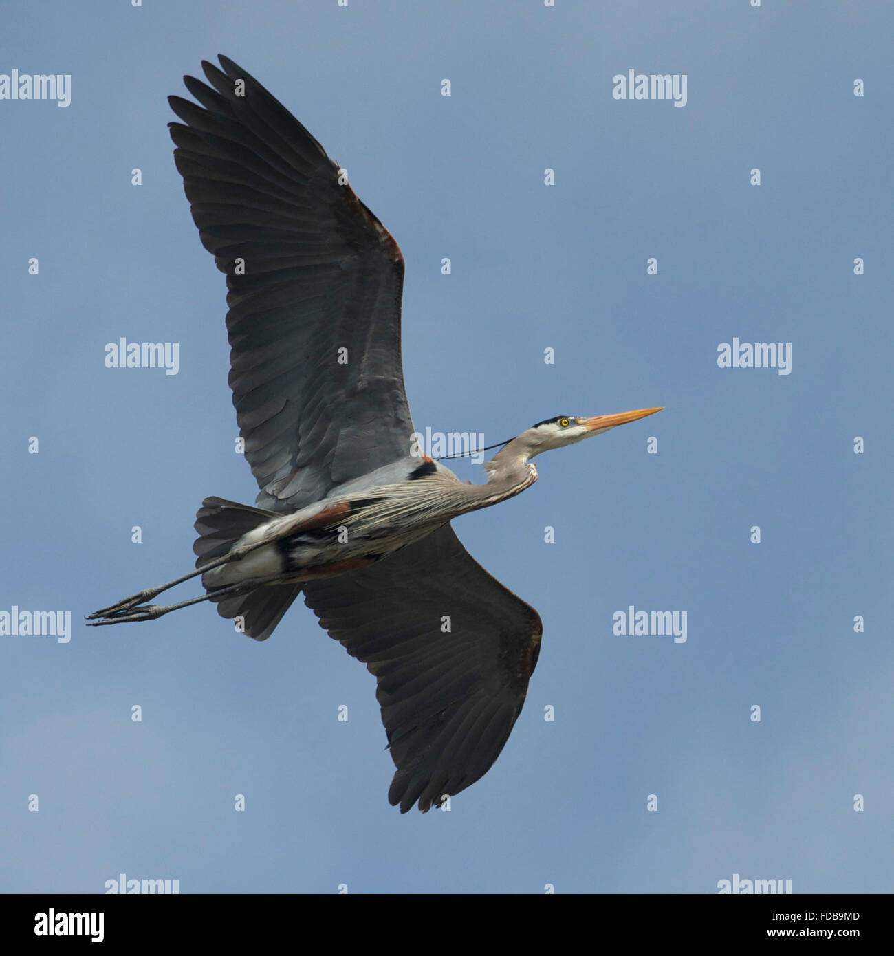 Great blue heron in flight profile blue sky with clouds seen from below ...