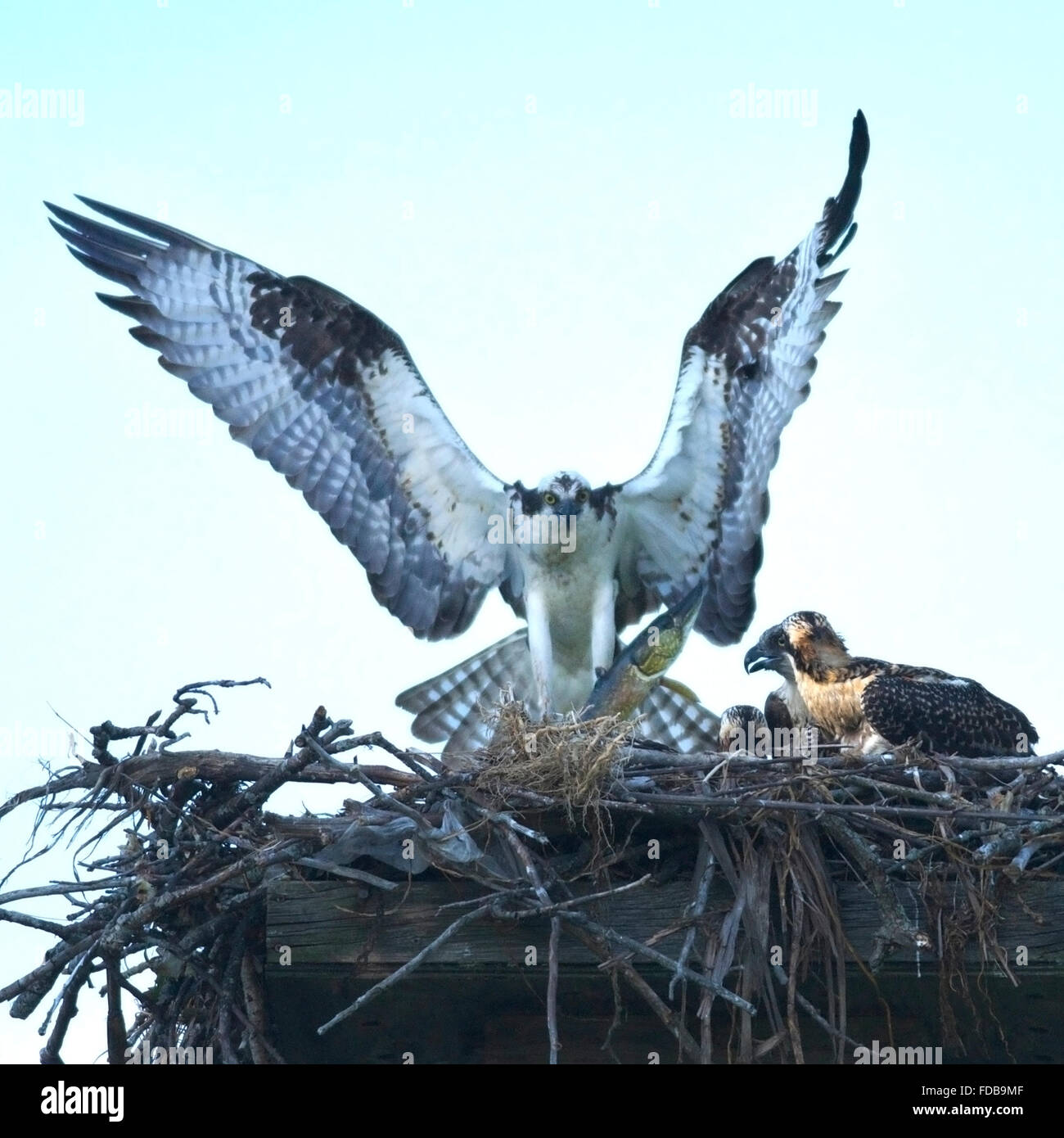Colour color image of an adult osprey landing at nest with pike young ...