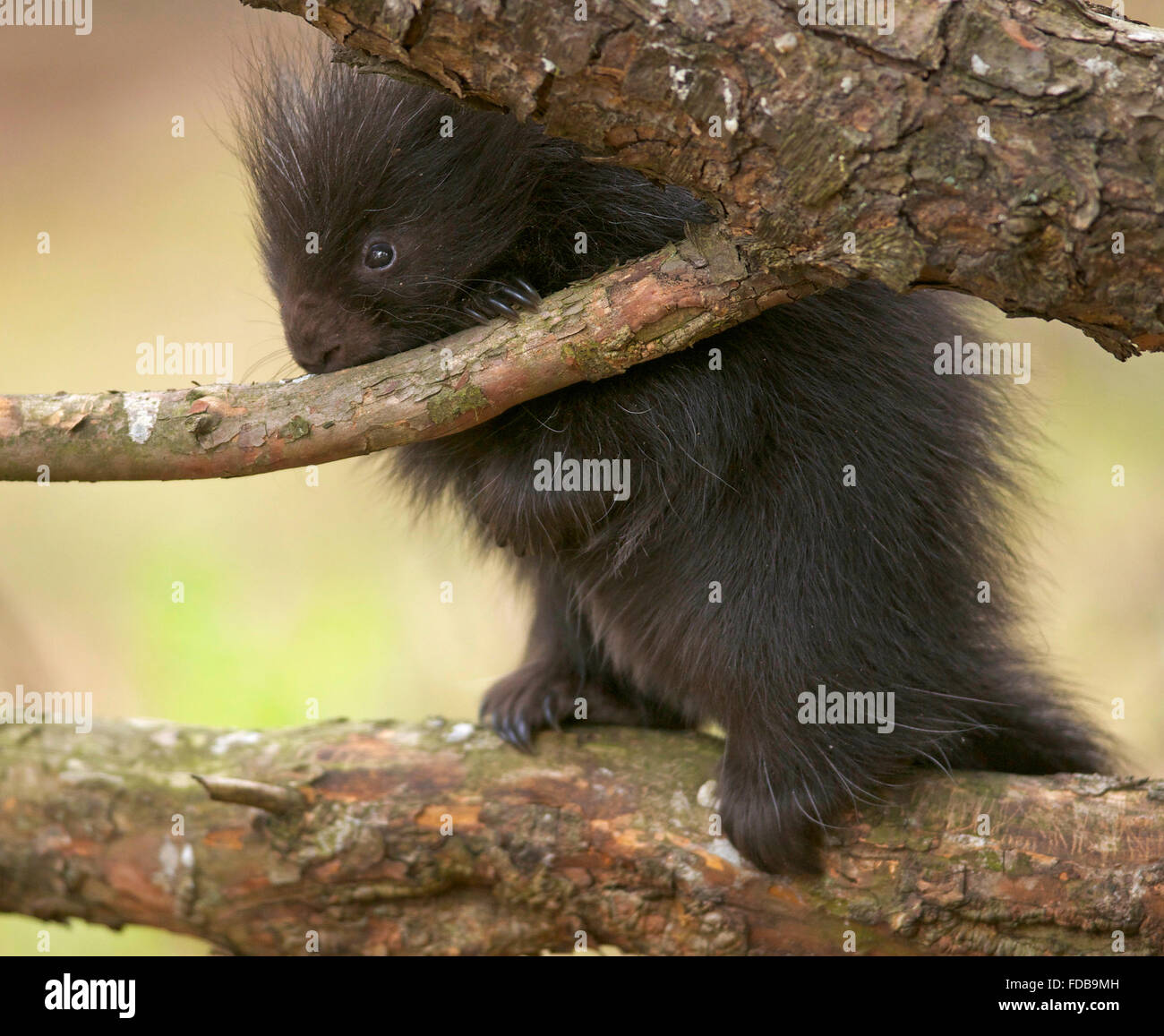 baby porcupine standing on a pine branch gnawing on a twig Stock Photo ...
