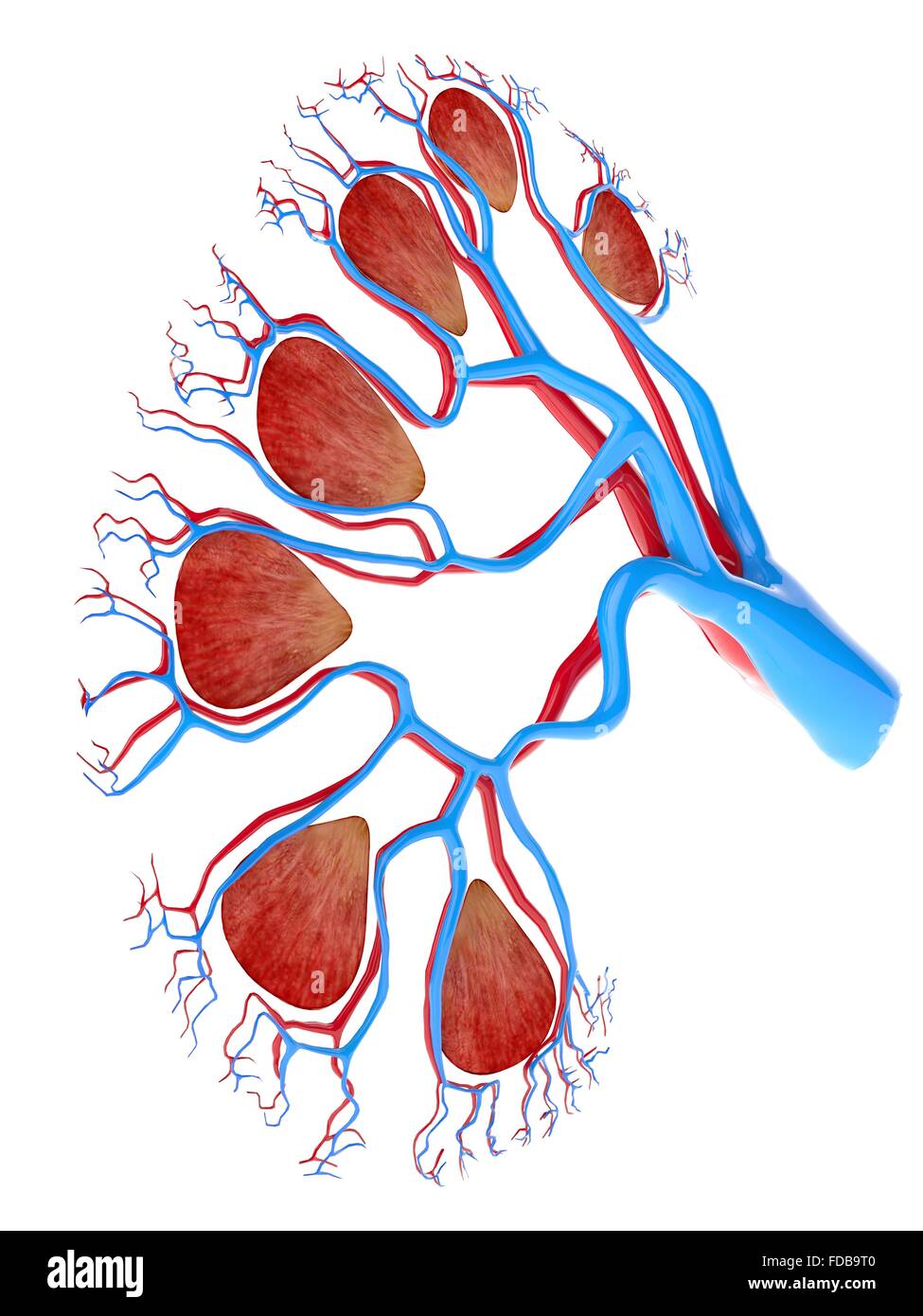 Renal cortex hi-res stock photography and images - Alamy