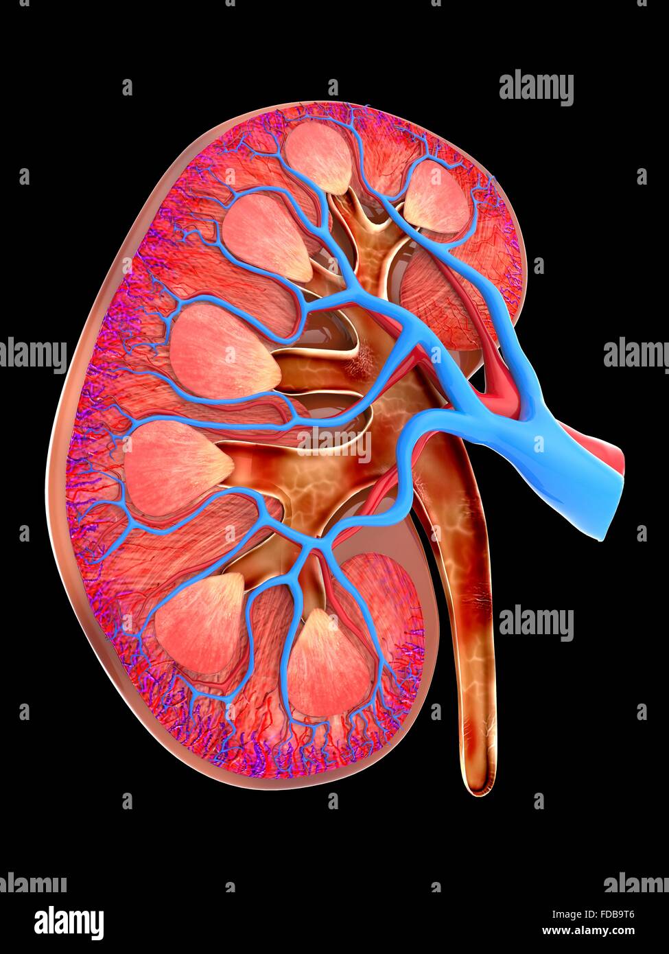 Kidney. Computer artwork of of a section through a whole healthy human ...