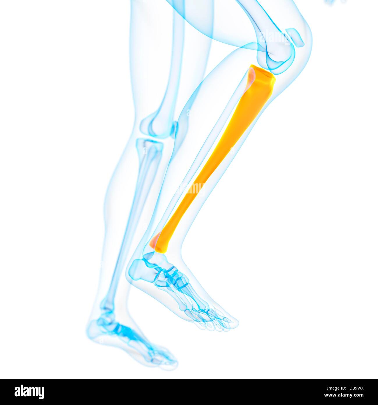 Human lower leg bone (tibia), illustration Stock Photo - Alamy