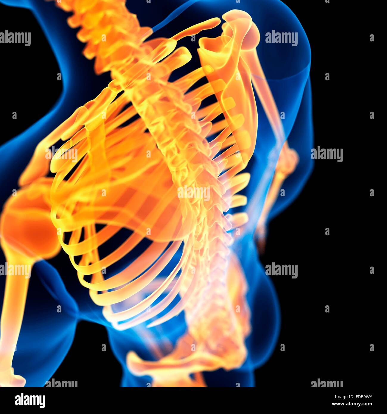 Human spine, illustration Stock Photo - Alamy