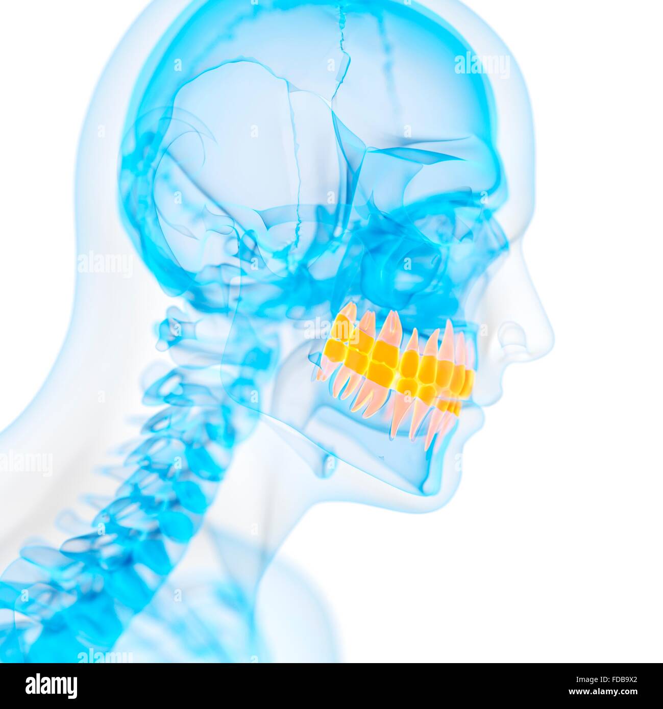 Human teeth anatomy 3d hi-res stock photography and images - Alamy