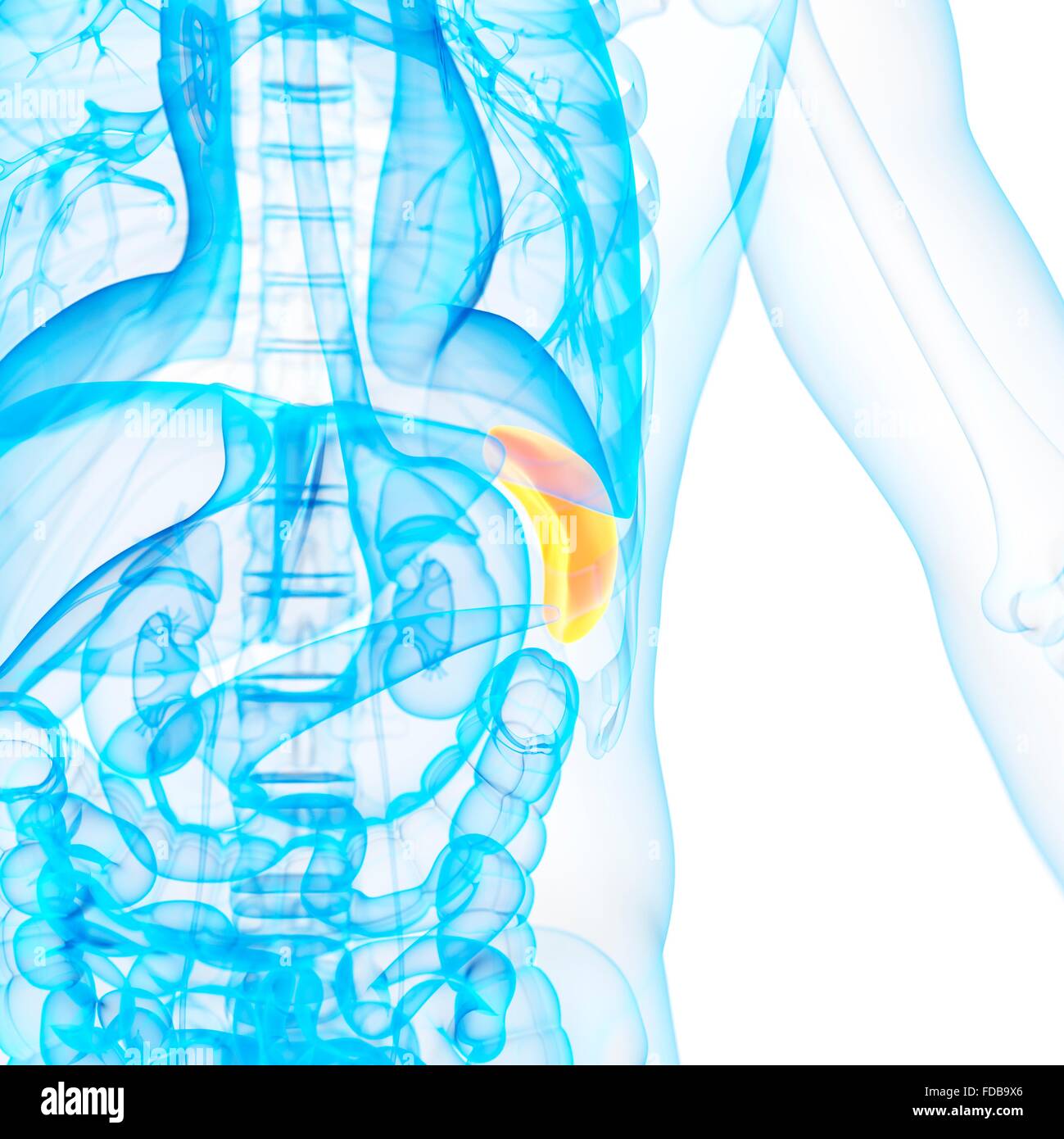 Human spleen, illustration Stock Photo - Alamy