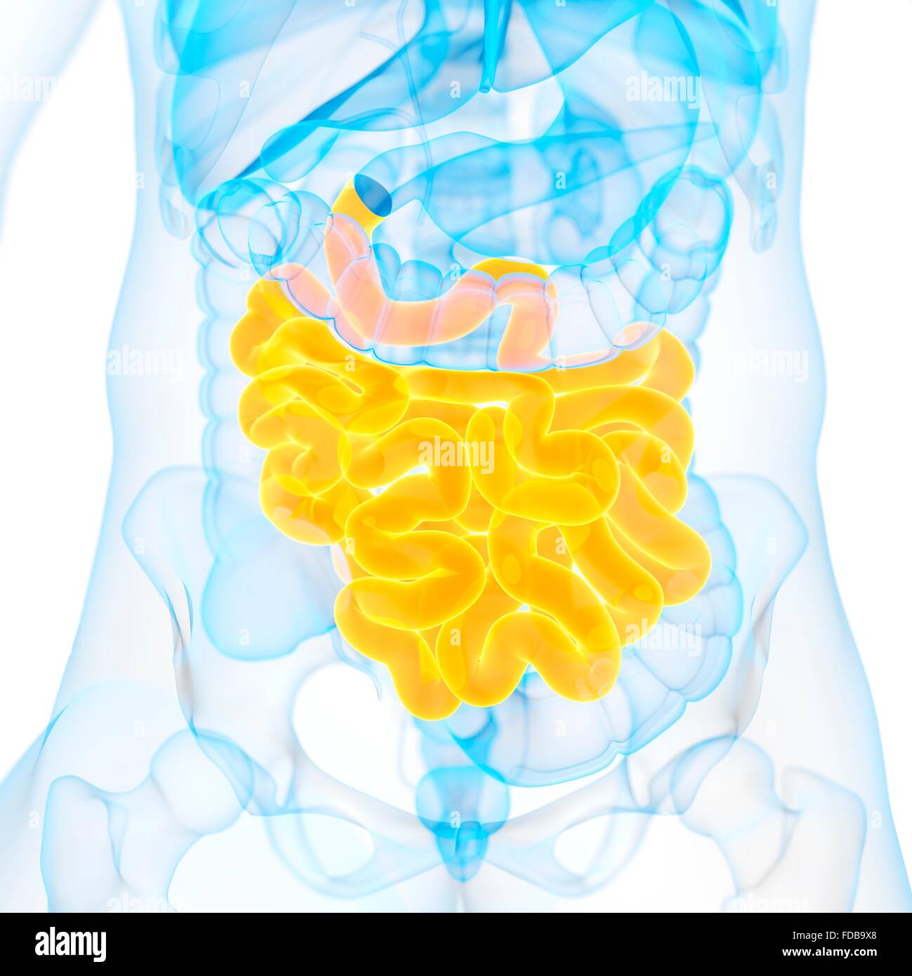 Human small intestine, illustration Stock Photo - Alamy
