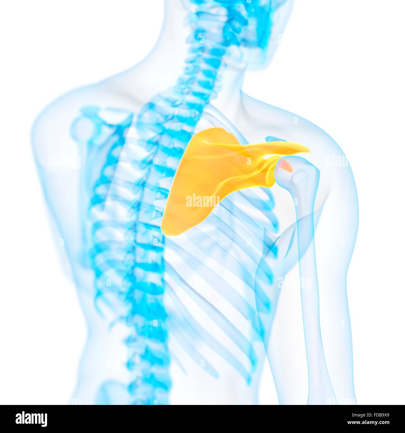Human shoulder blade, illustration Stock Photo - Alamy