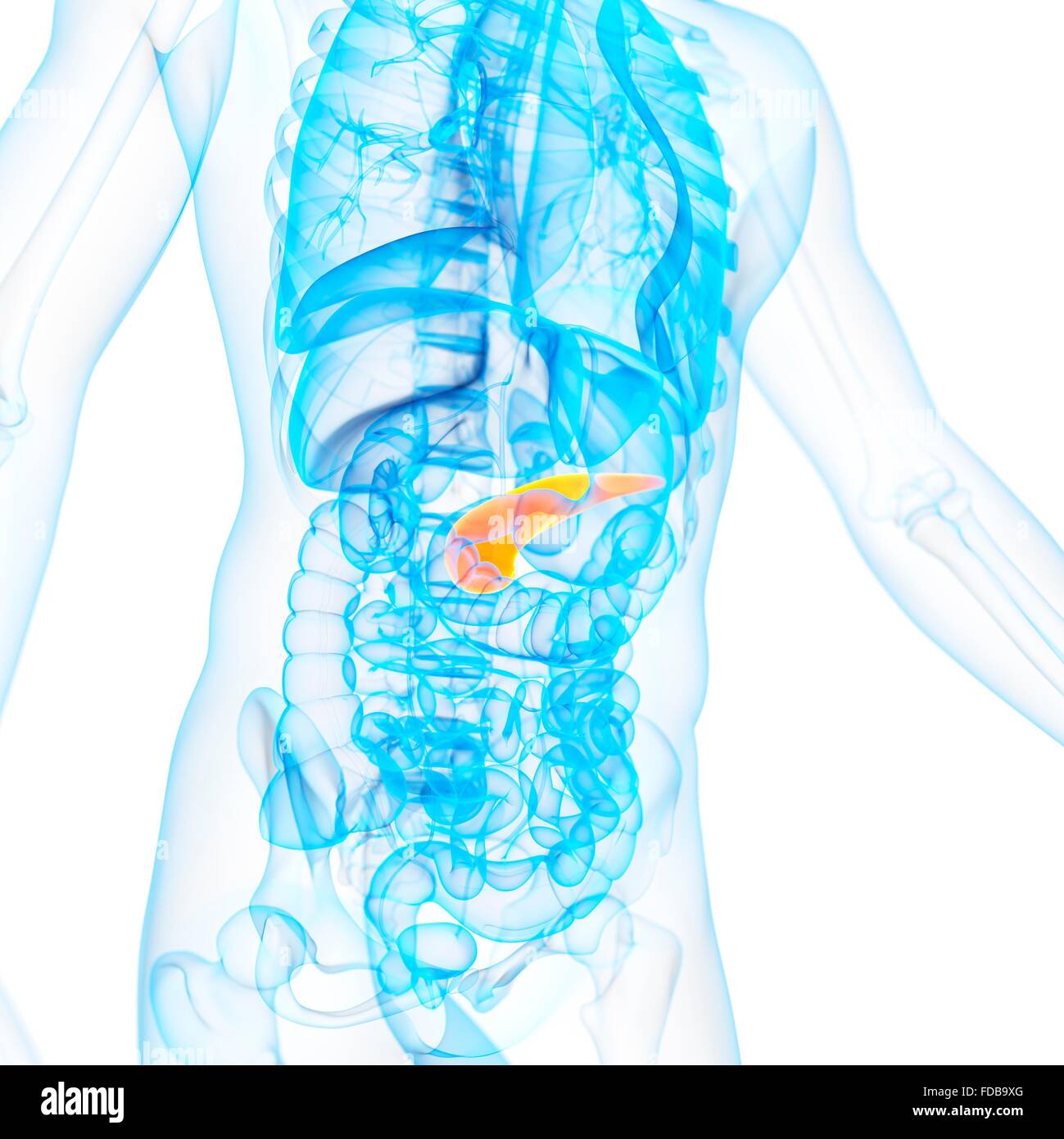 Human pancreas, illustration Stock Photo - Alamy
