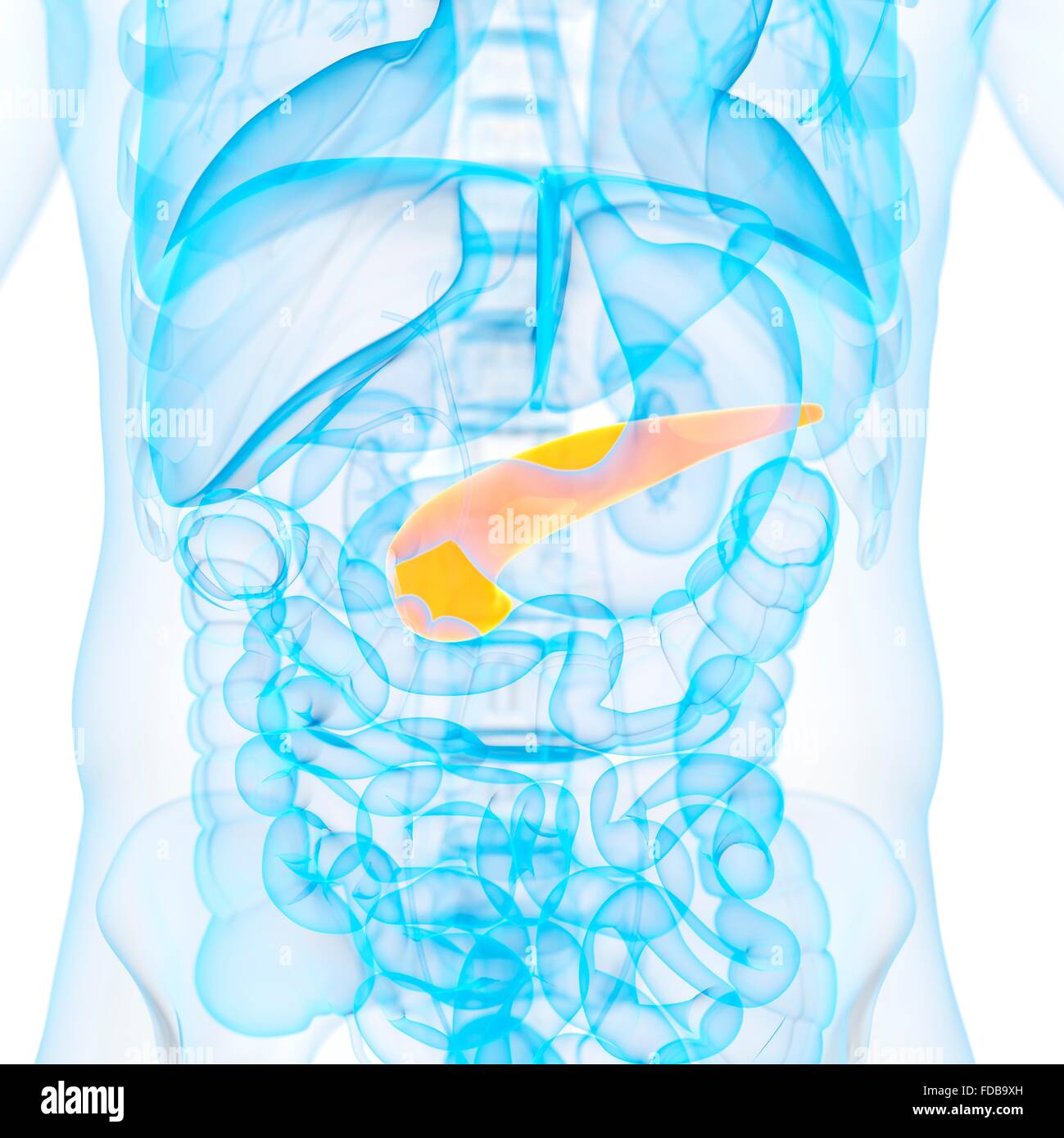 Human pancreas, illustration Stock Photo - Alamy