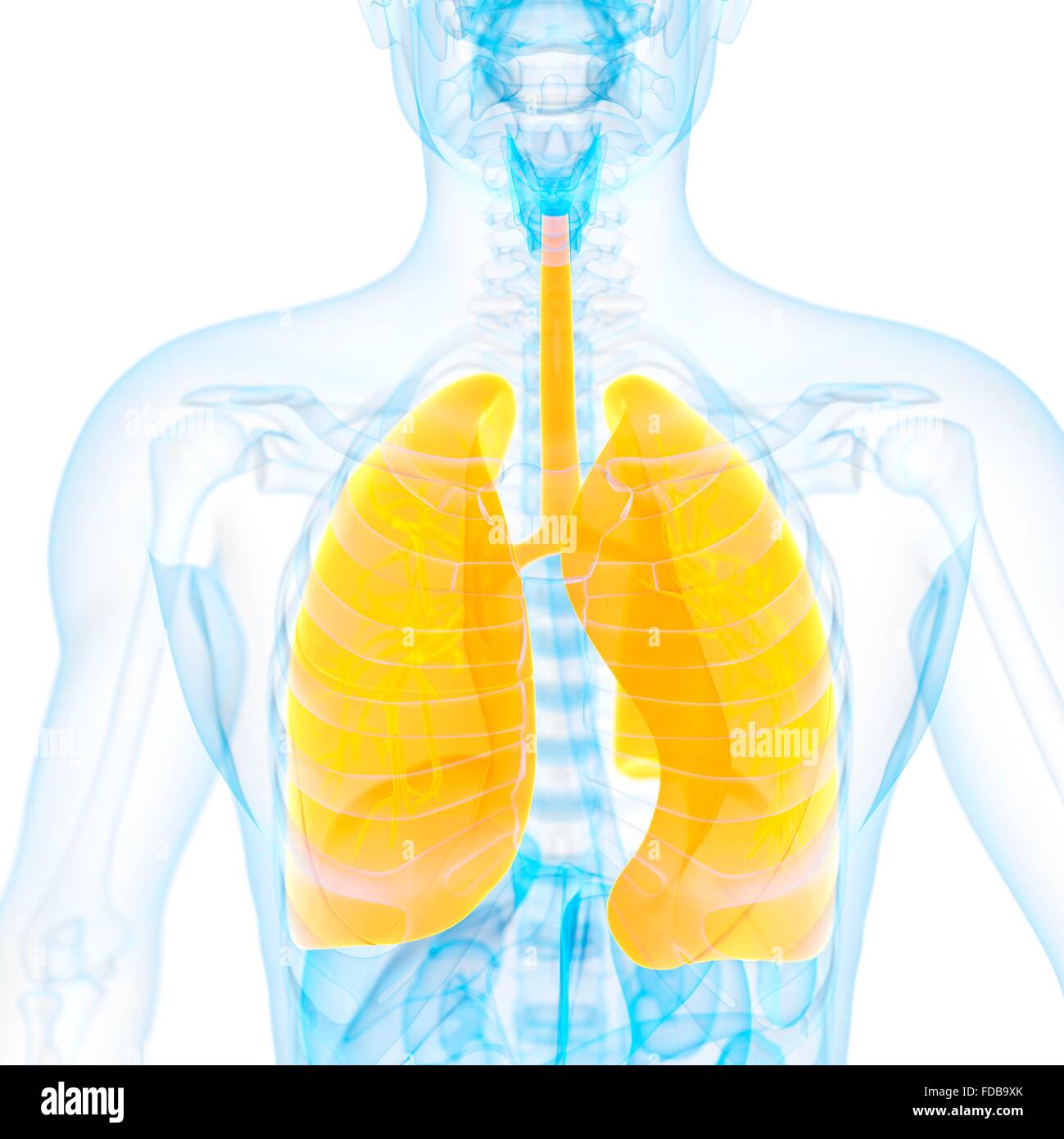 Human lungs, illustration Stock Photo - Alamy