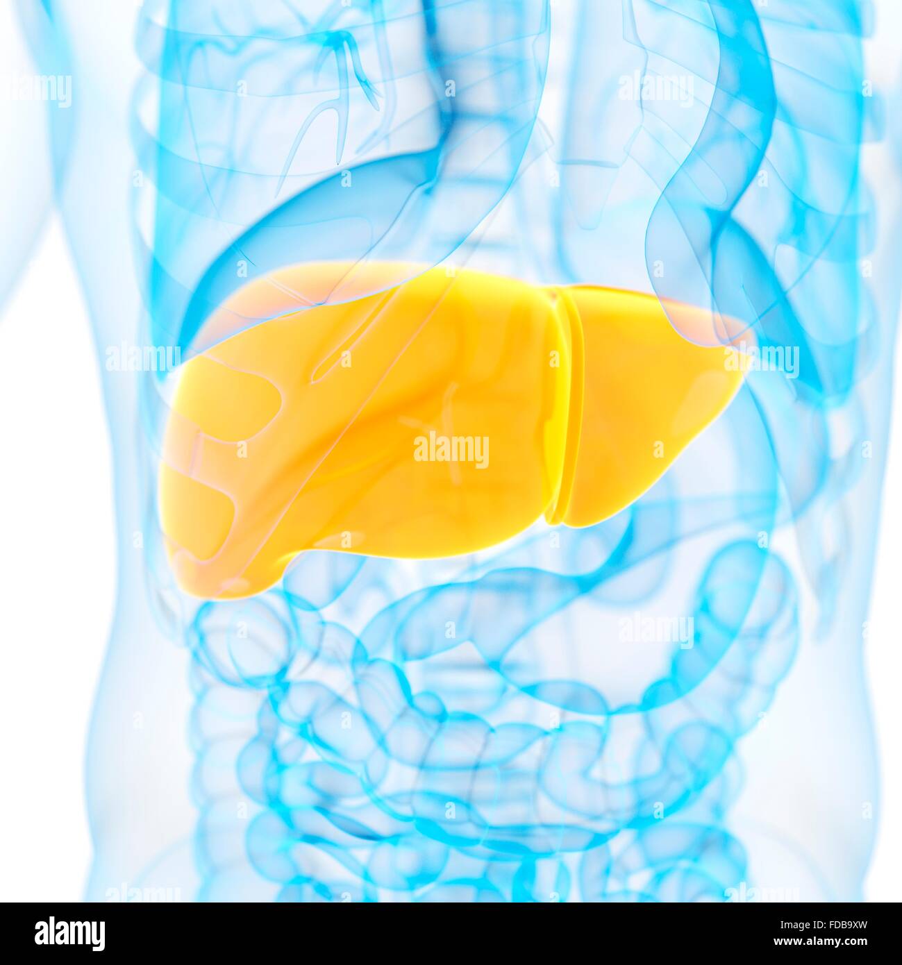 Human liver, illustration Stock Photo - Alamy