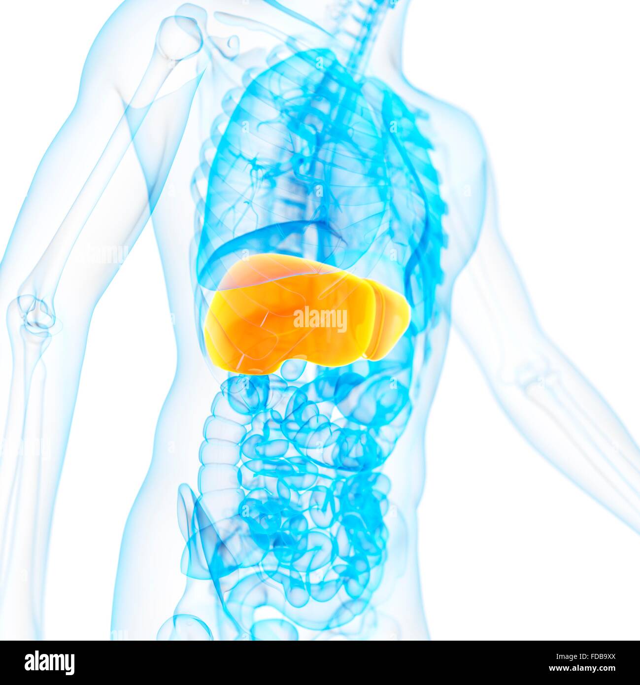 Human liver, illustration Stock Photo - Alamy