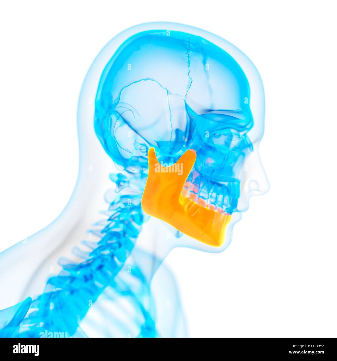 Human jaw bone, illustration Stock Photo - Alamy
