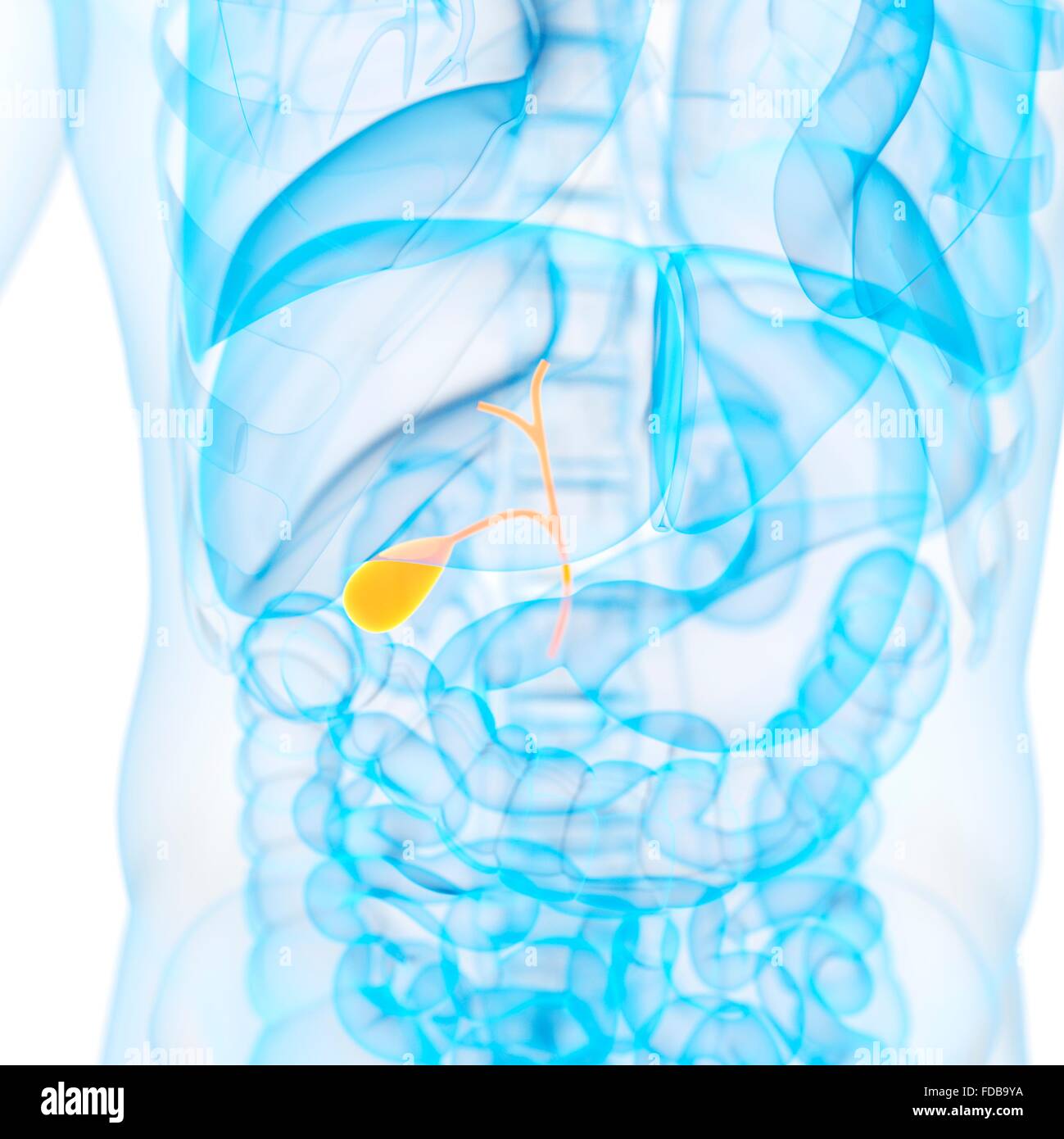 Human gall bladder, illustration Stock Photo - Alamy