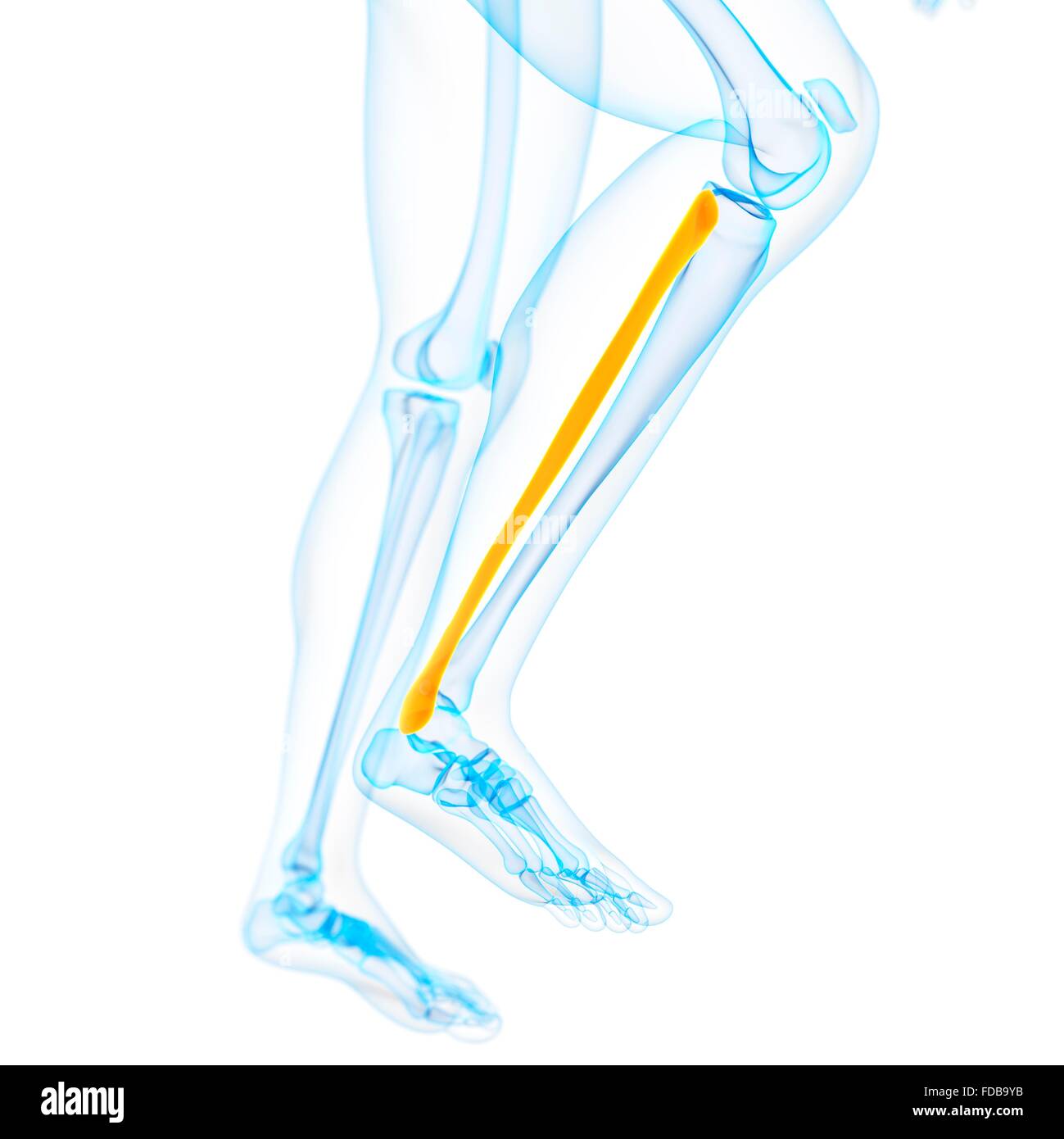 Human lower leg bone (fibula), illustration Stock Photo - Alamy
