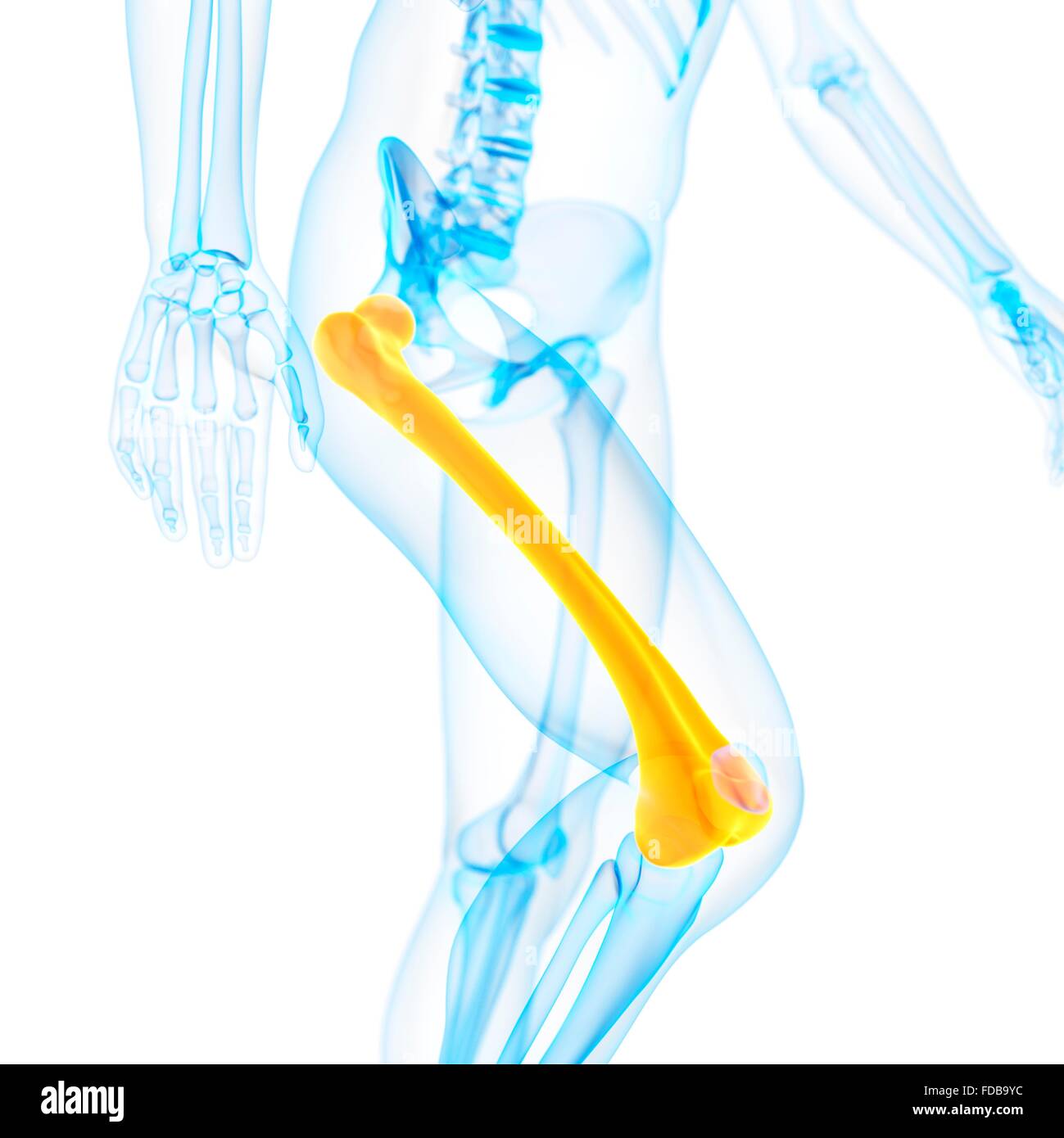 Human thigh bone (femur), illustration Stock Photo - Alamy